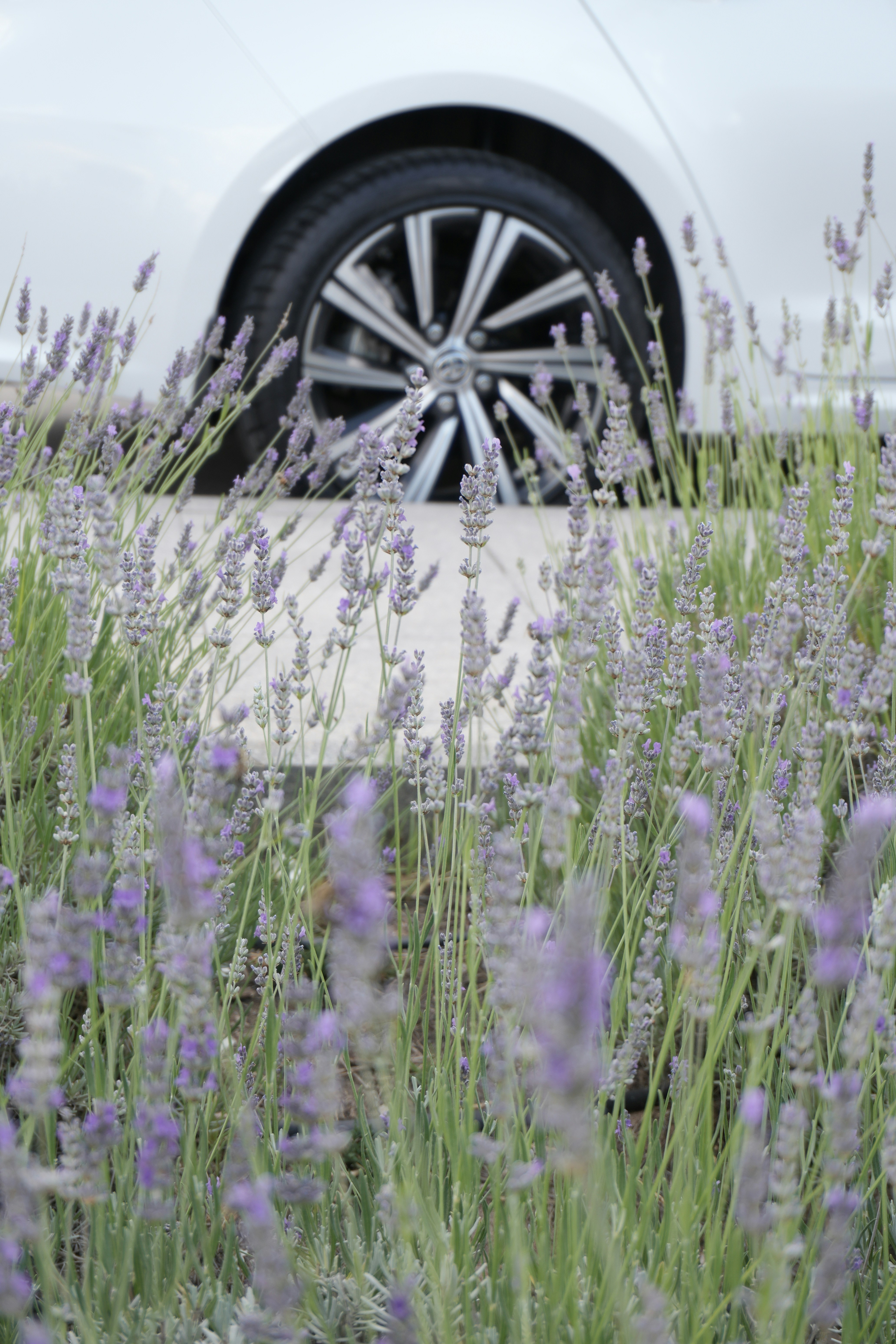 Lavender Meets Luxury: A Serene Contrast
