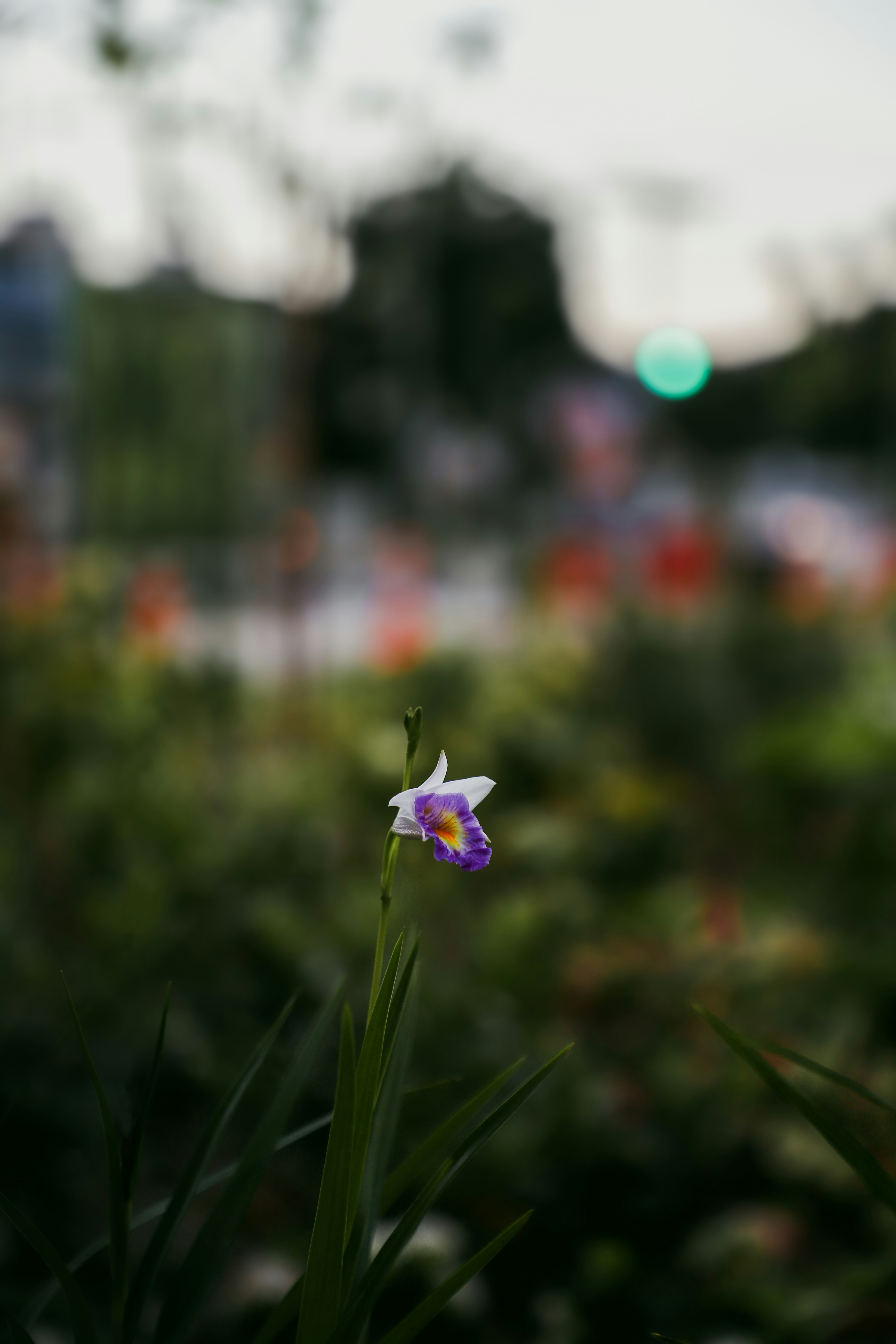 A lone flower stands out in a blurred background.