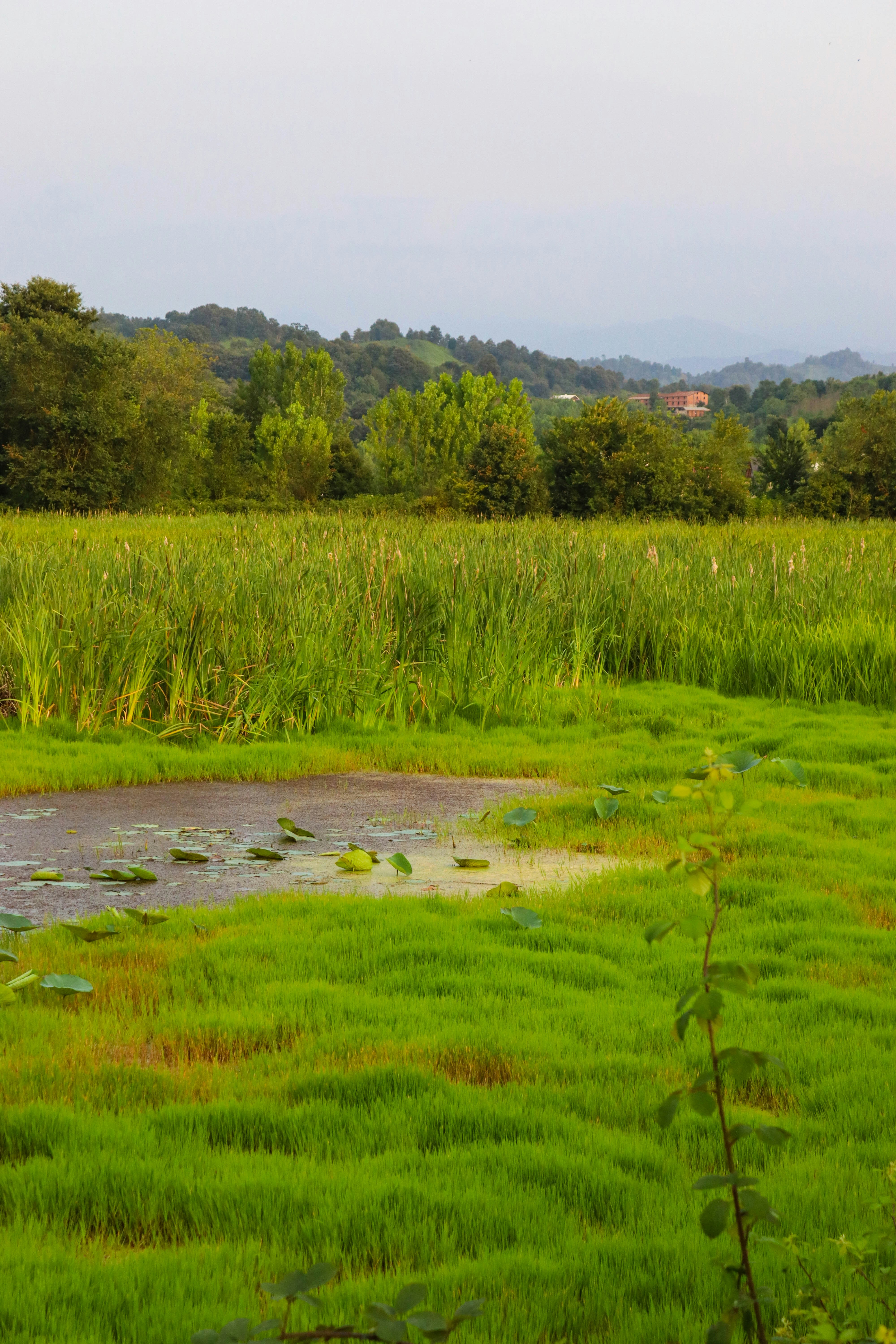 Lush green rice paddies surround a serene pond dotted with lily pads, framed by distant hills and trees. The scene evokes a sense of peace and natural beauty.