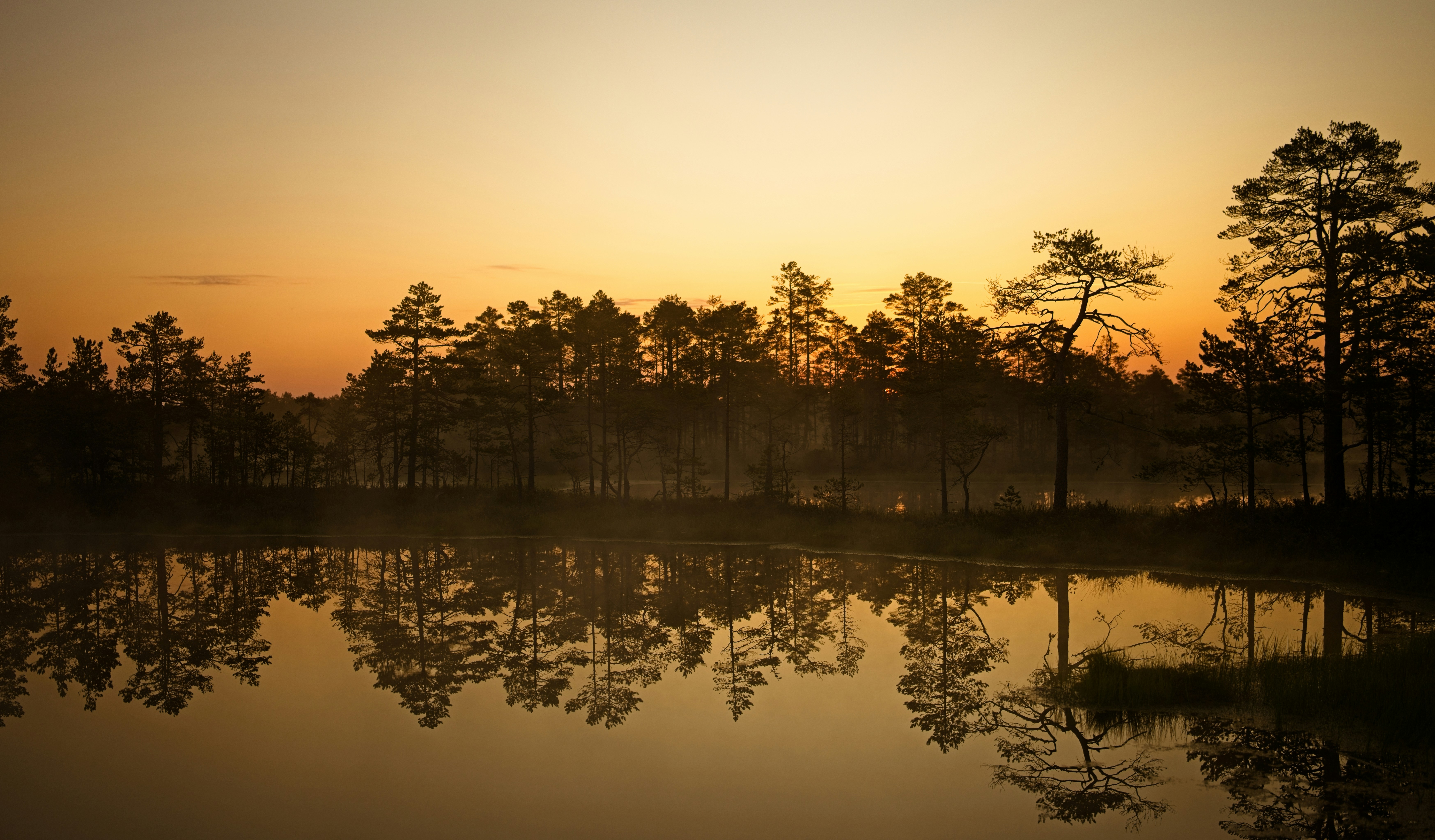 Serene landscape featuring a calm lake reflecting silhouettes of trees against a soft sunrise. Mist gently rises, adding to the tranquil atmosphere.