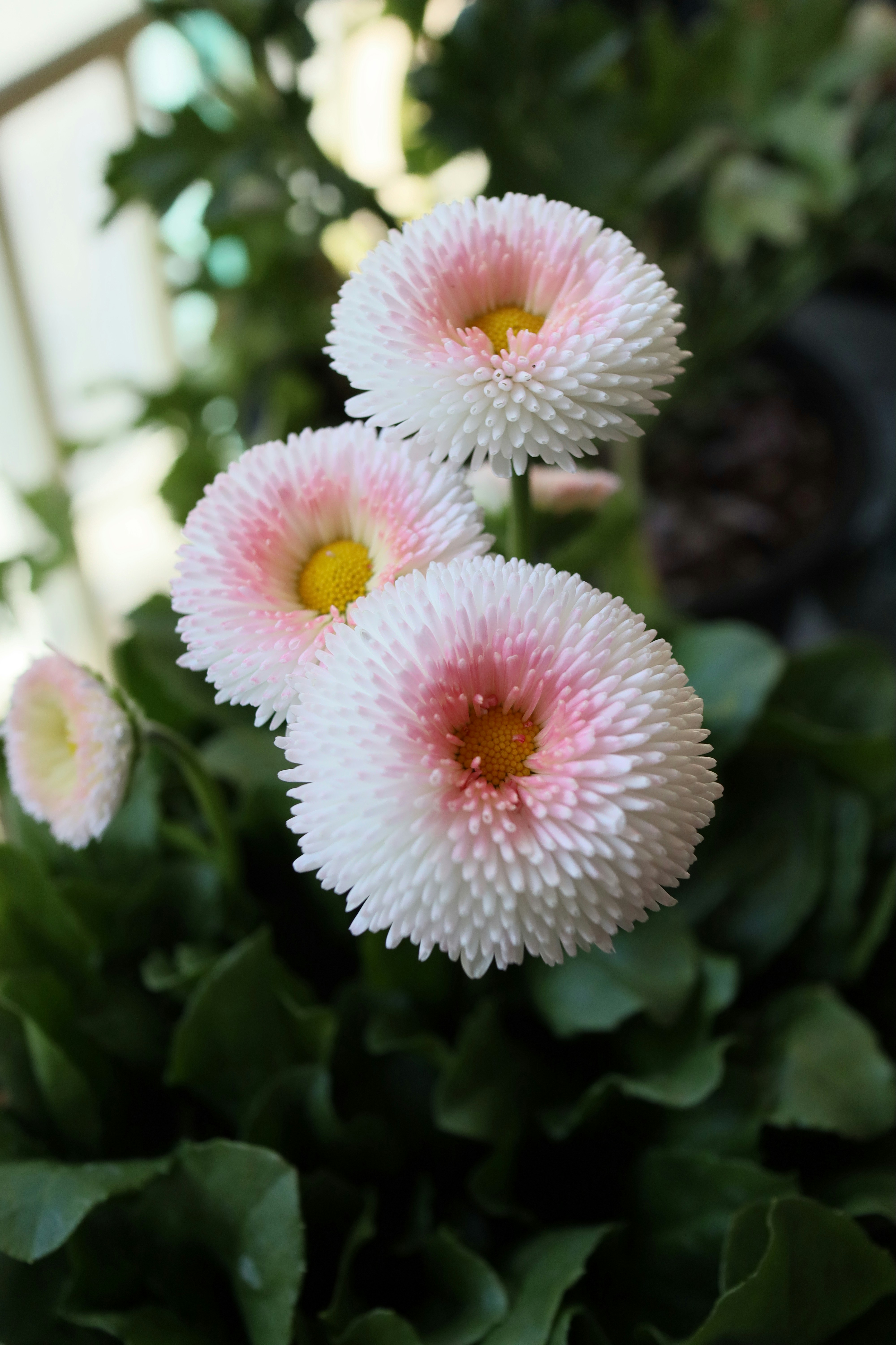 Whimsical Blossoms in Soft Pastels