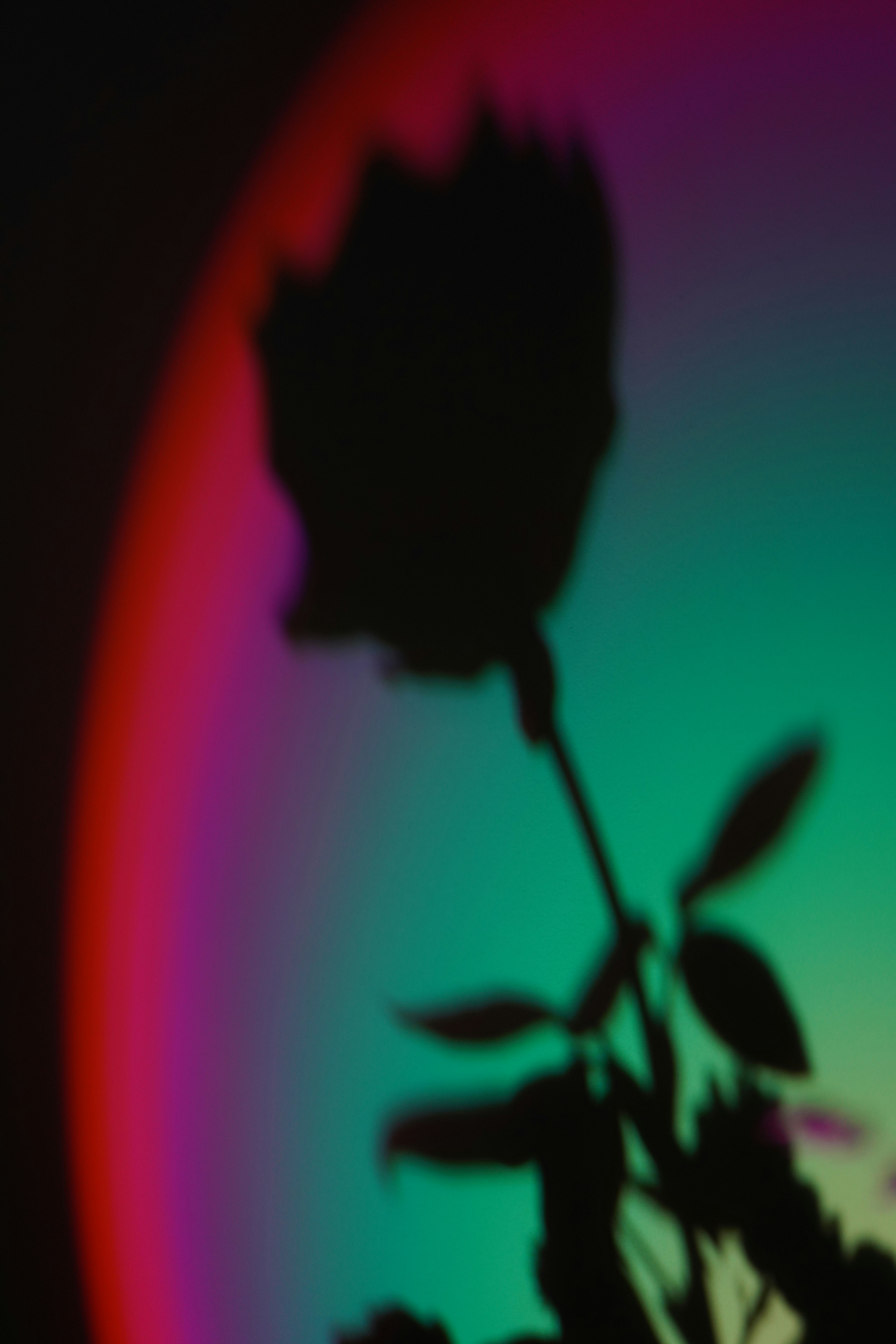 Silhouette of a Rose Against a Neon Gradient Backdrop