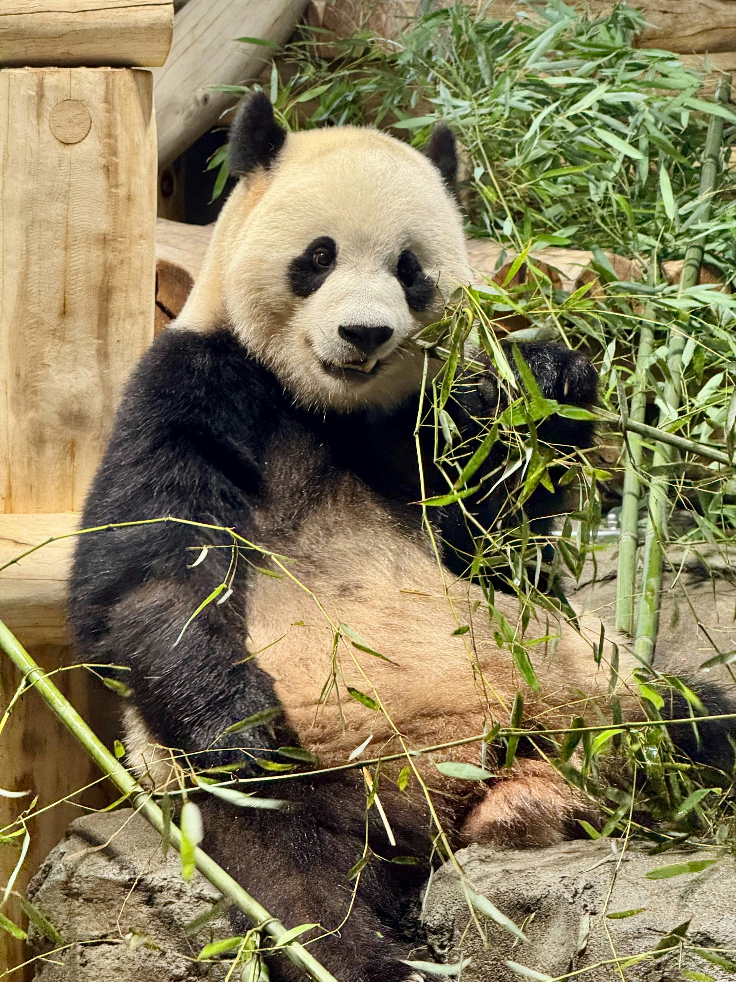 Bamboo Bliss: A Panda's Delight