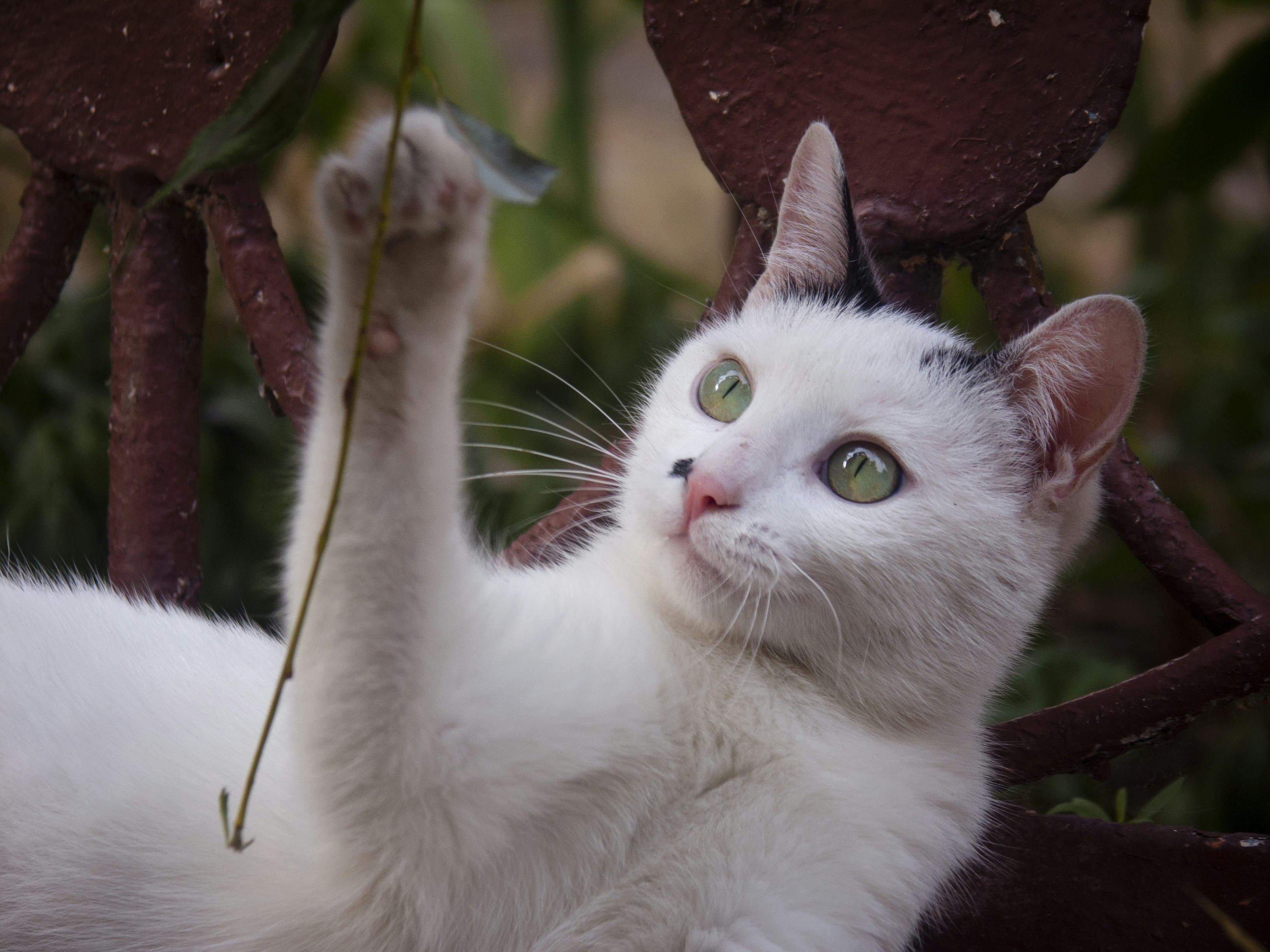 Whiskered Wonder in Playful Pursuit