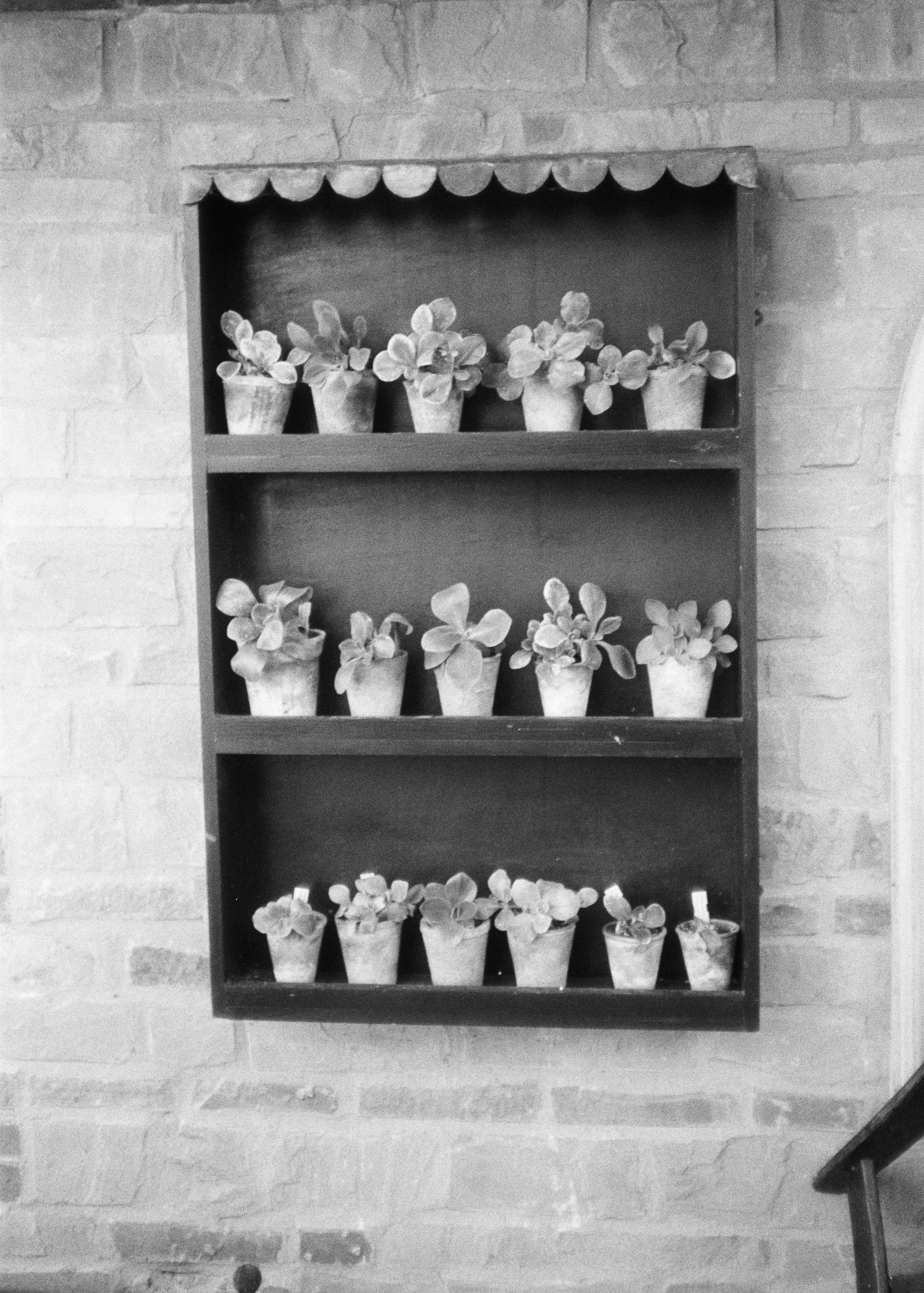 Plants sit on a shelf against a brick wall.