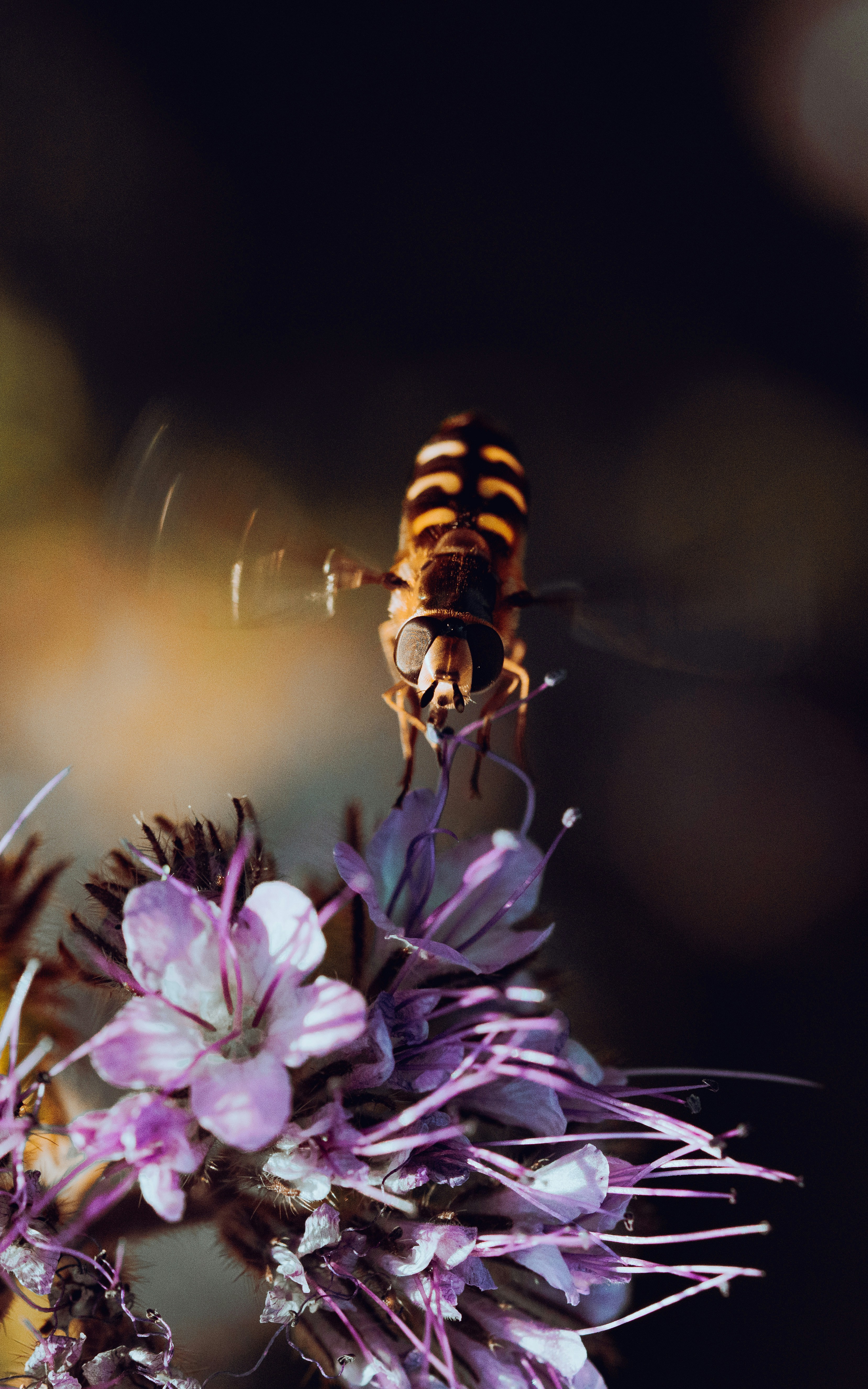 A bee is hovering over a purple flower.