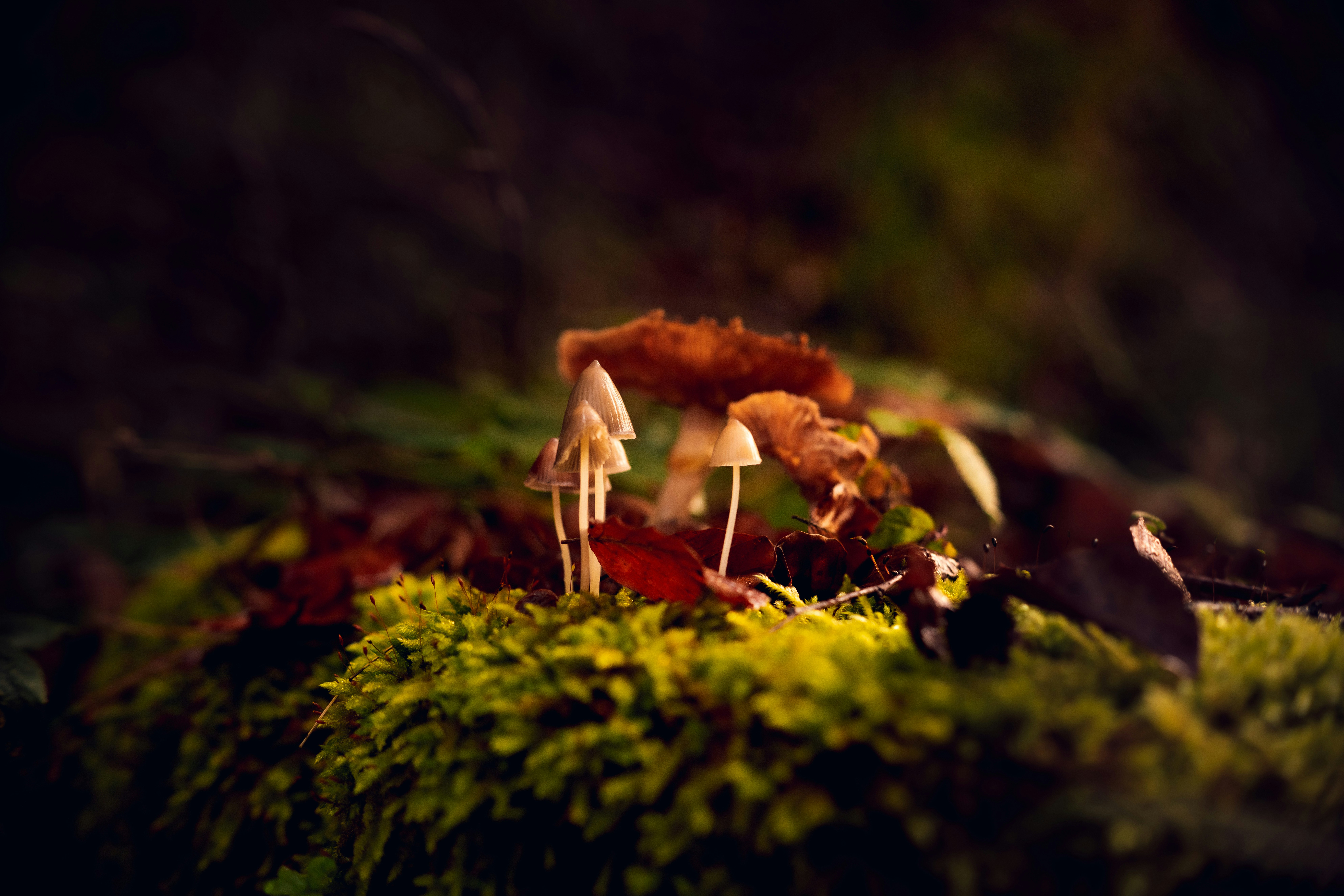Whispers of the Forest Floor