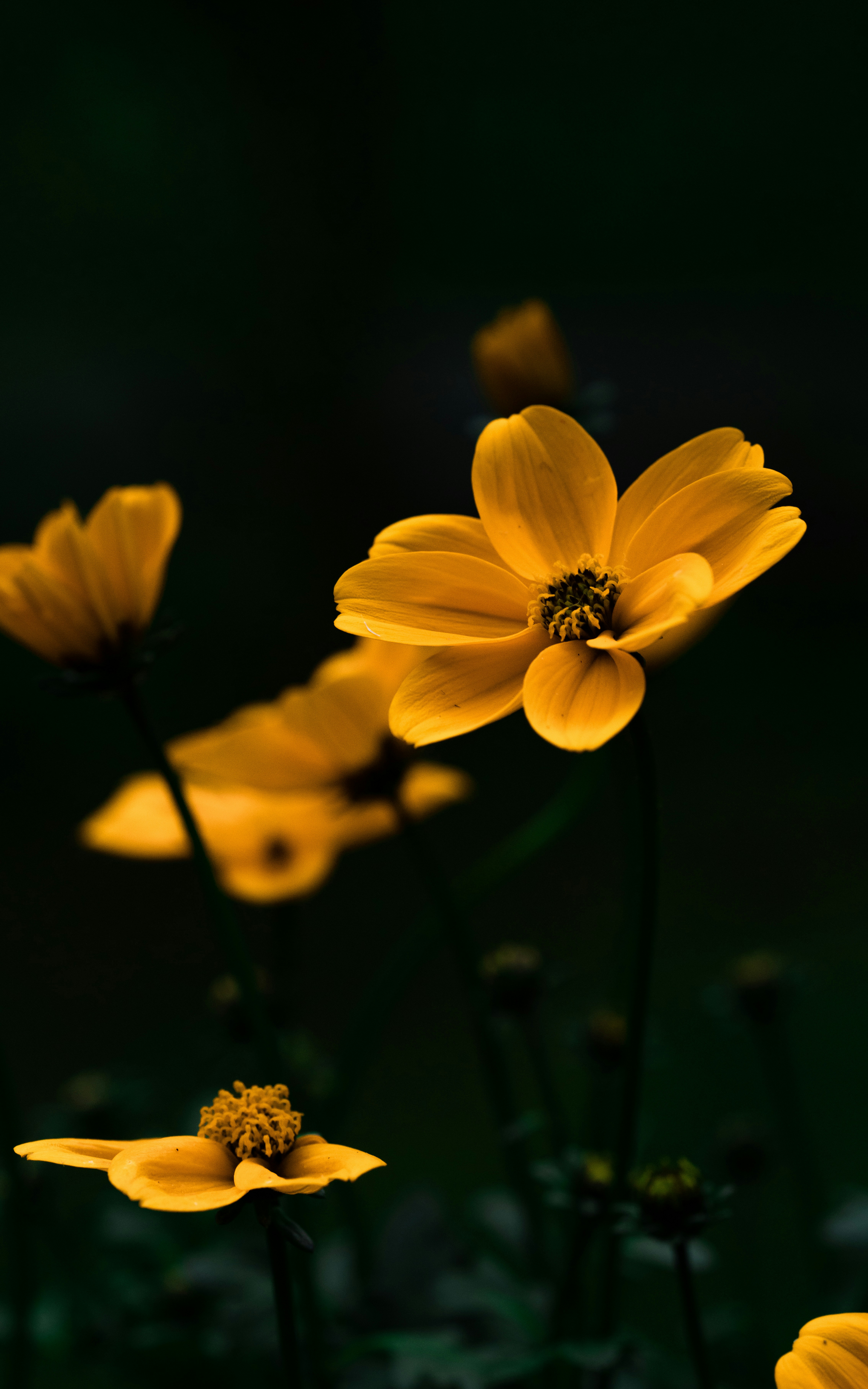 Yellow flowers bloom against a dark backdrop.