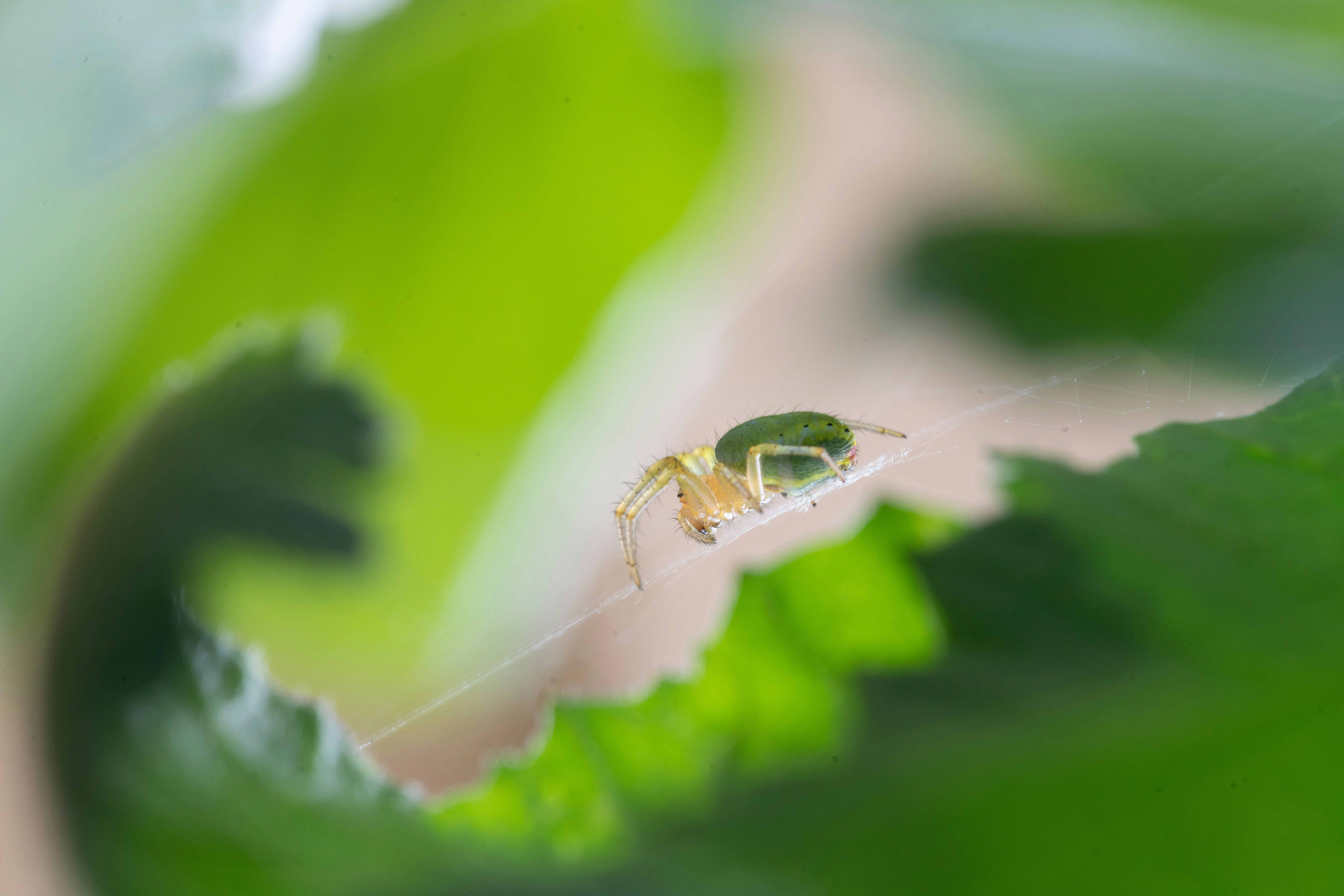 A tiny spider hangs on a web.