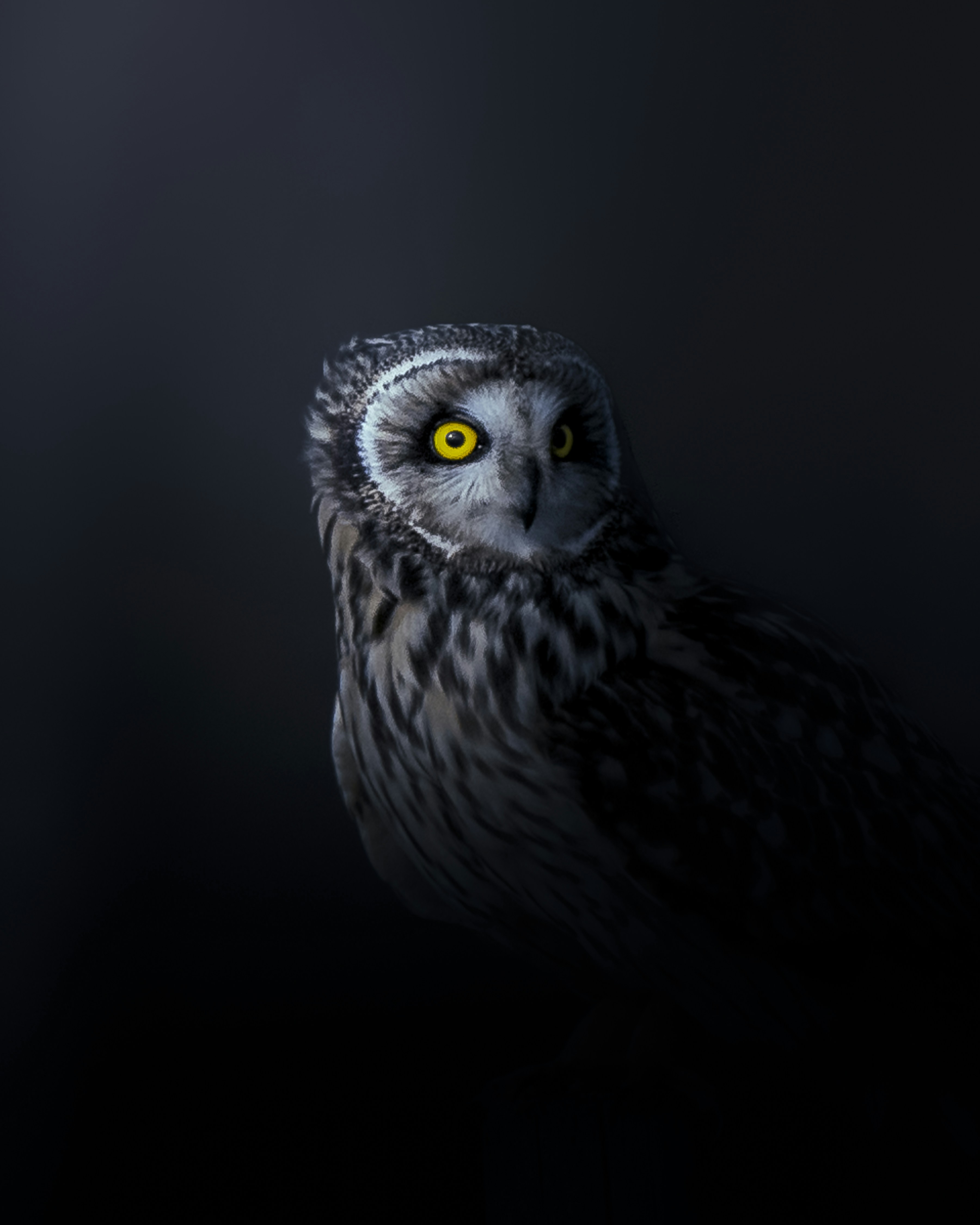 An owl with bright yellow eyes in the darkness. photo – Free Animal ...