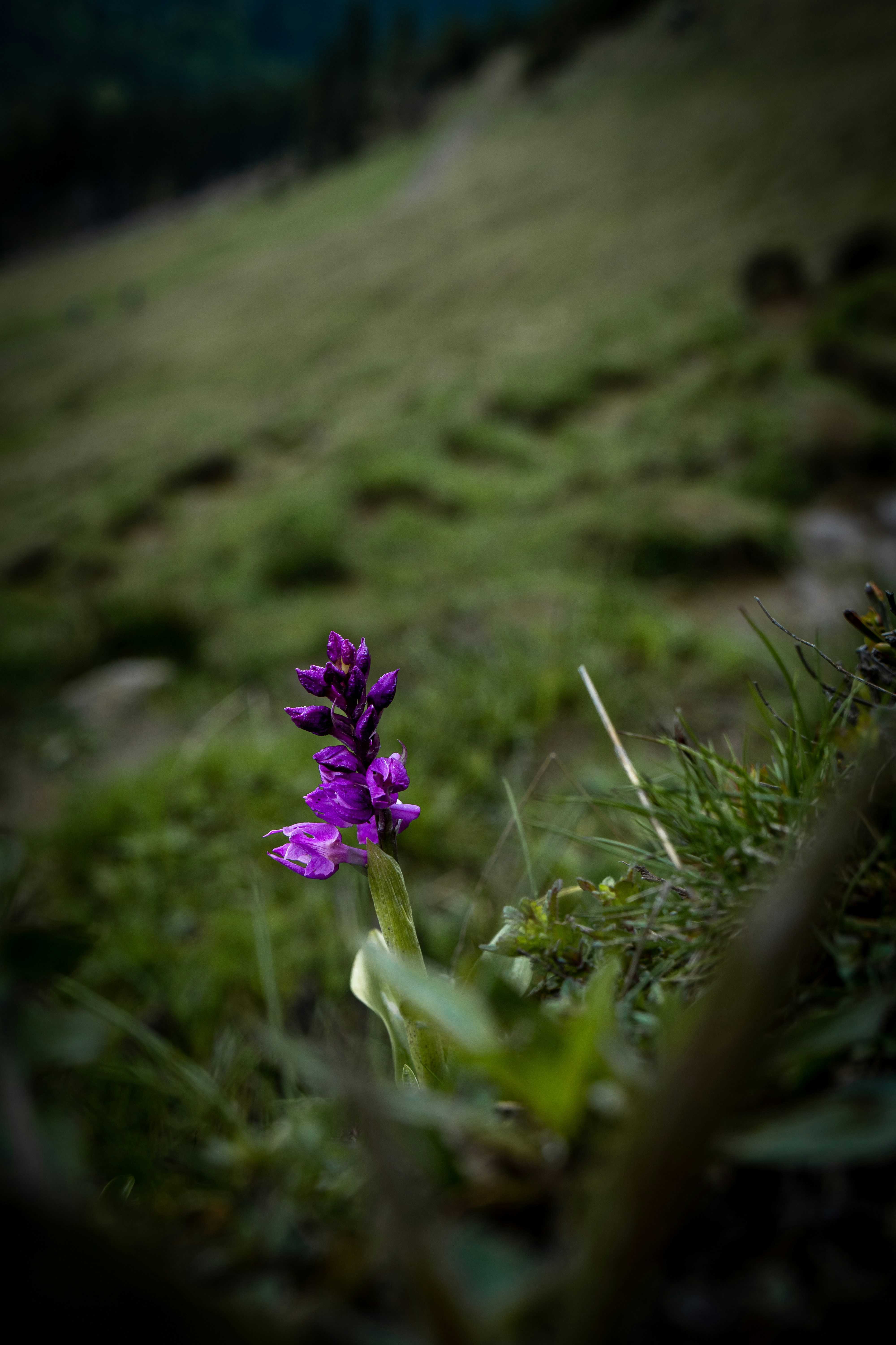 Violet Resilience: A Floral Standout in Nature's Canvas