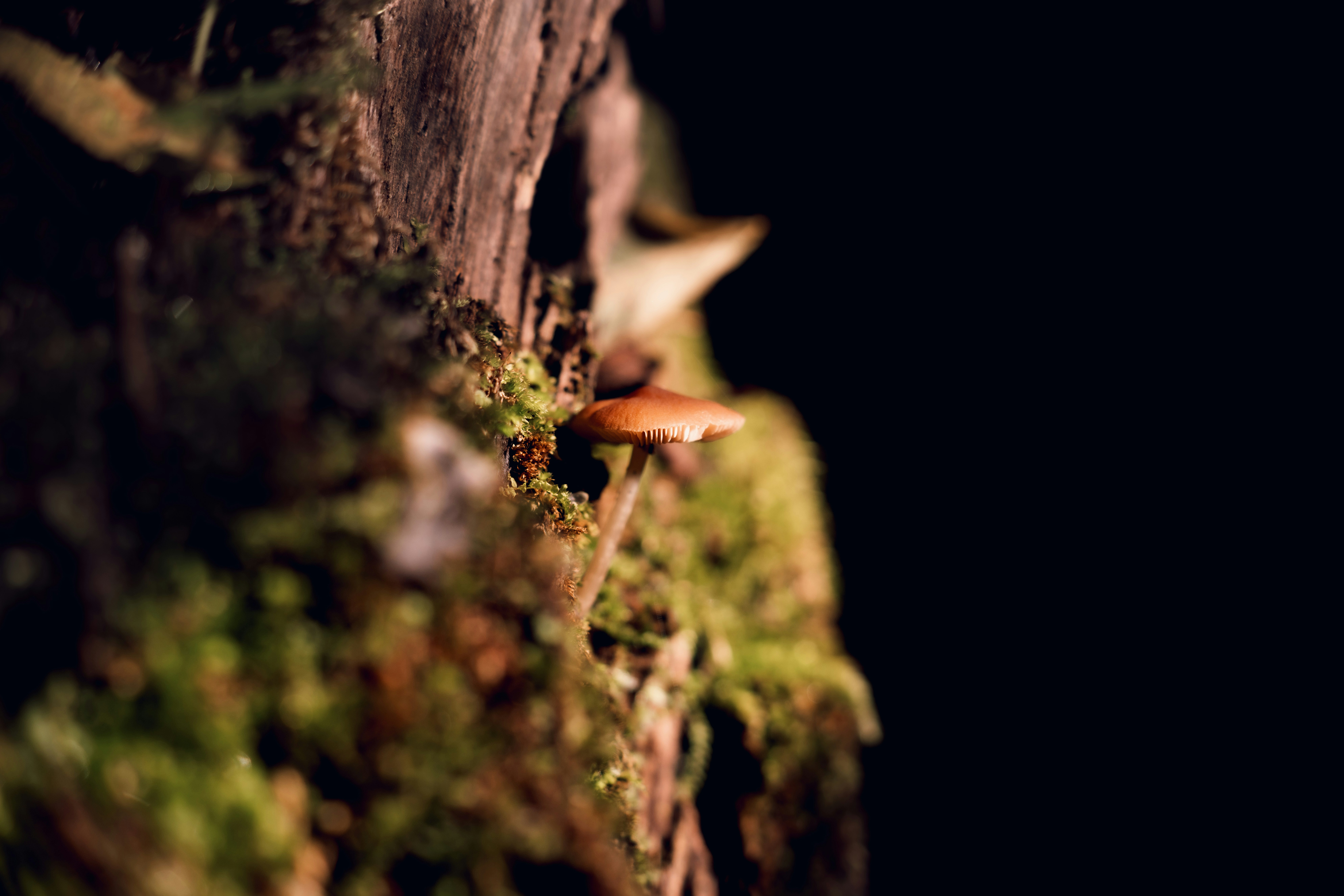 Mushroom sprouts from a moss-covered log.