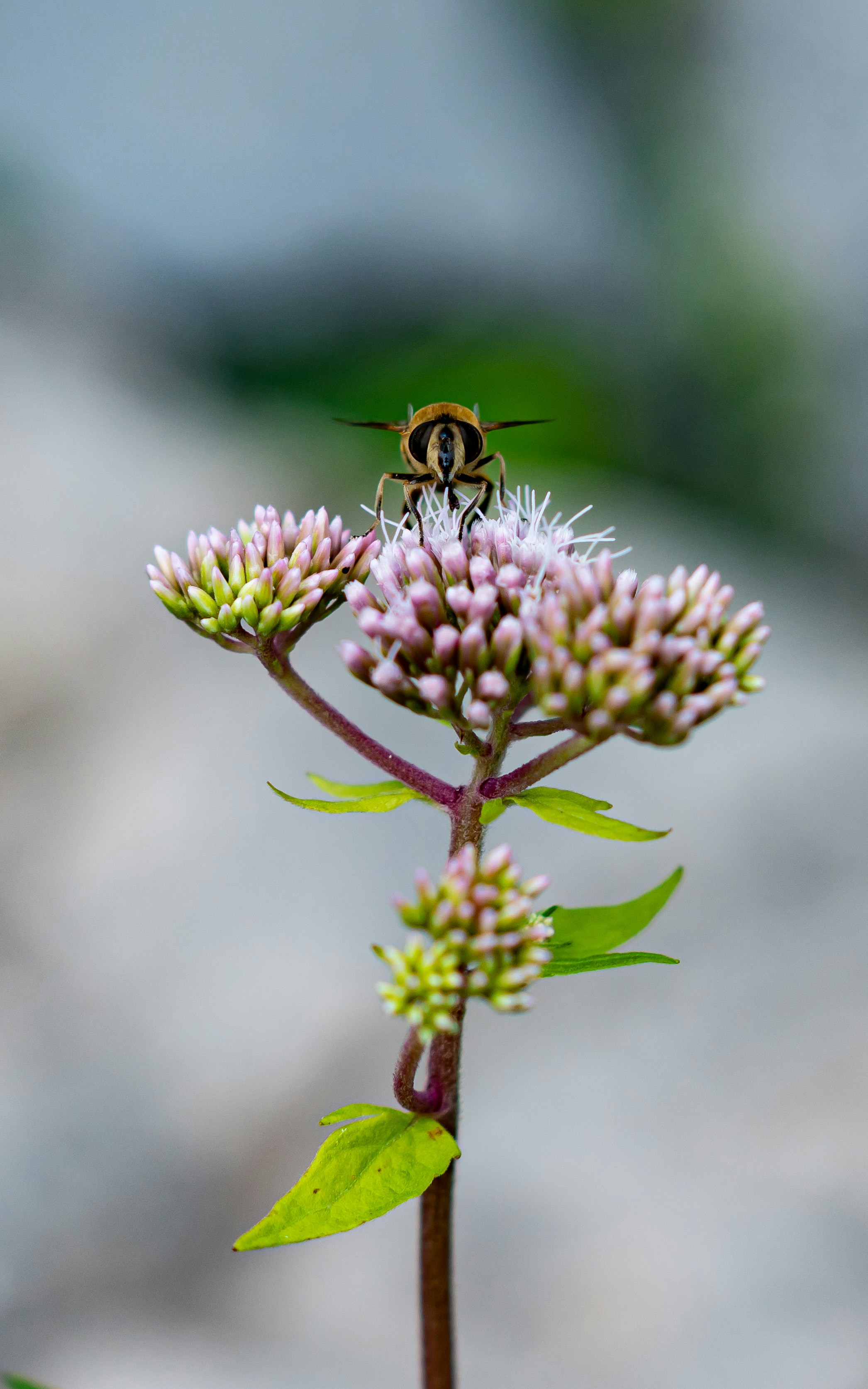 A bee perched on delicate pink flowers, showcasing the intricate details of nature's pollinators. The soft background highlights the vibrant colors of the flora.