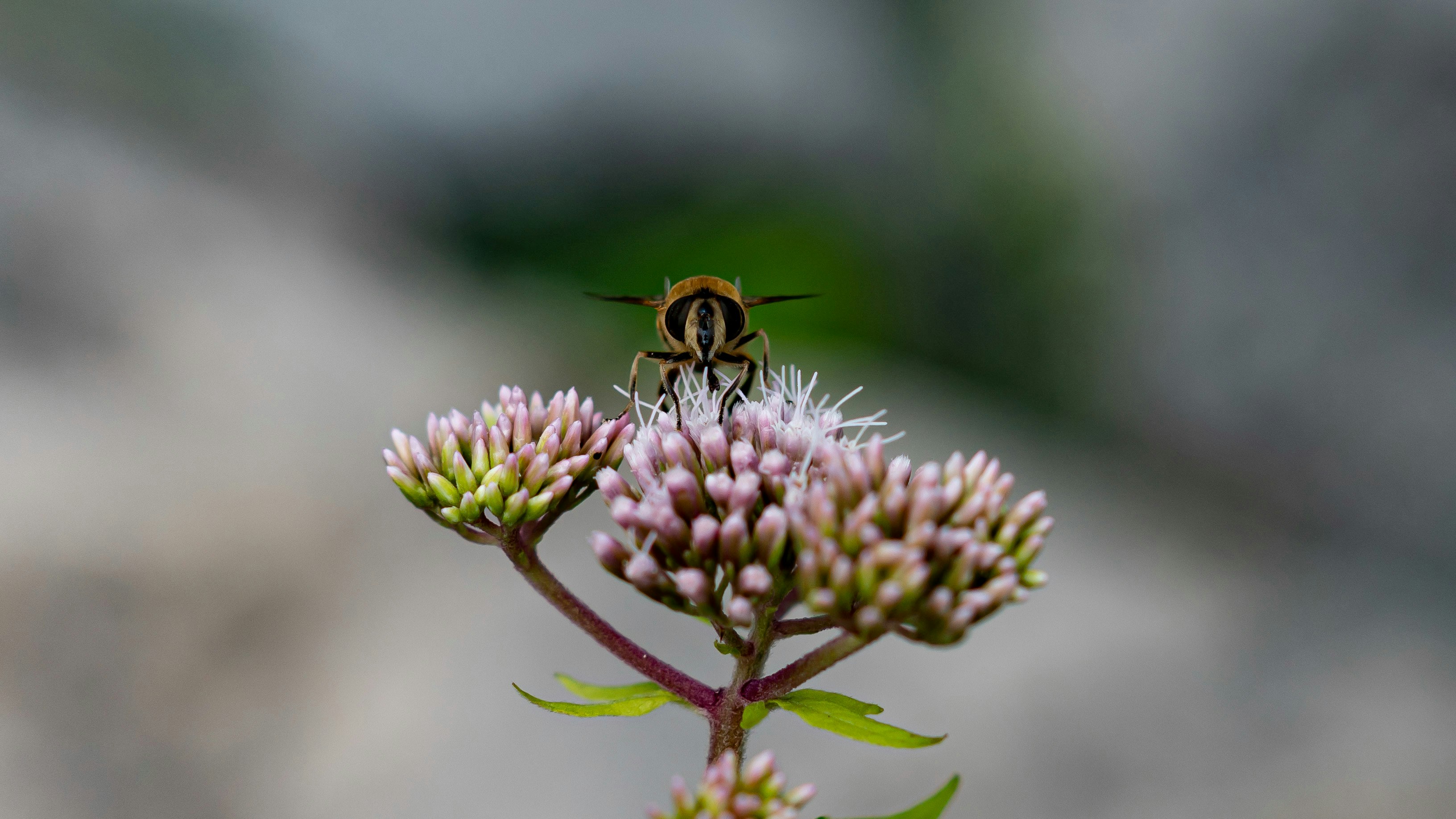 Pollinator's Embrace: Nature's Tiny Artisan at Work