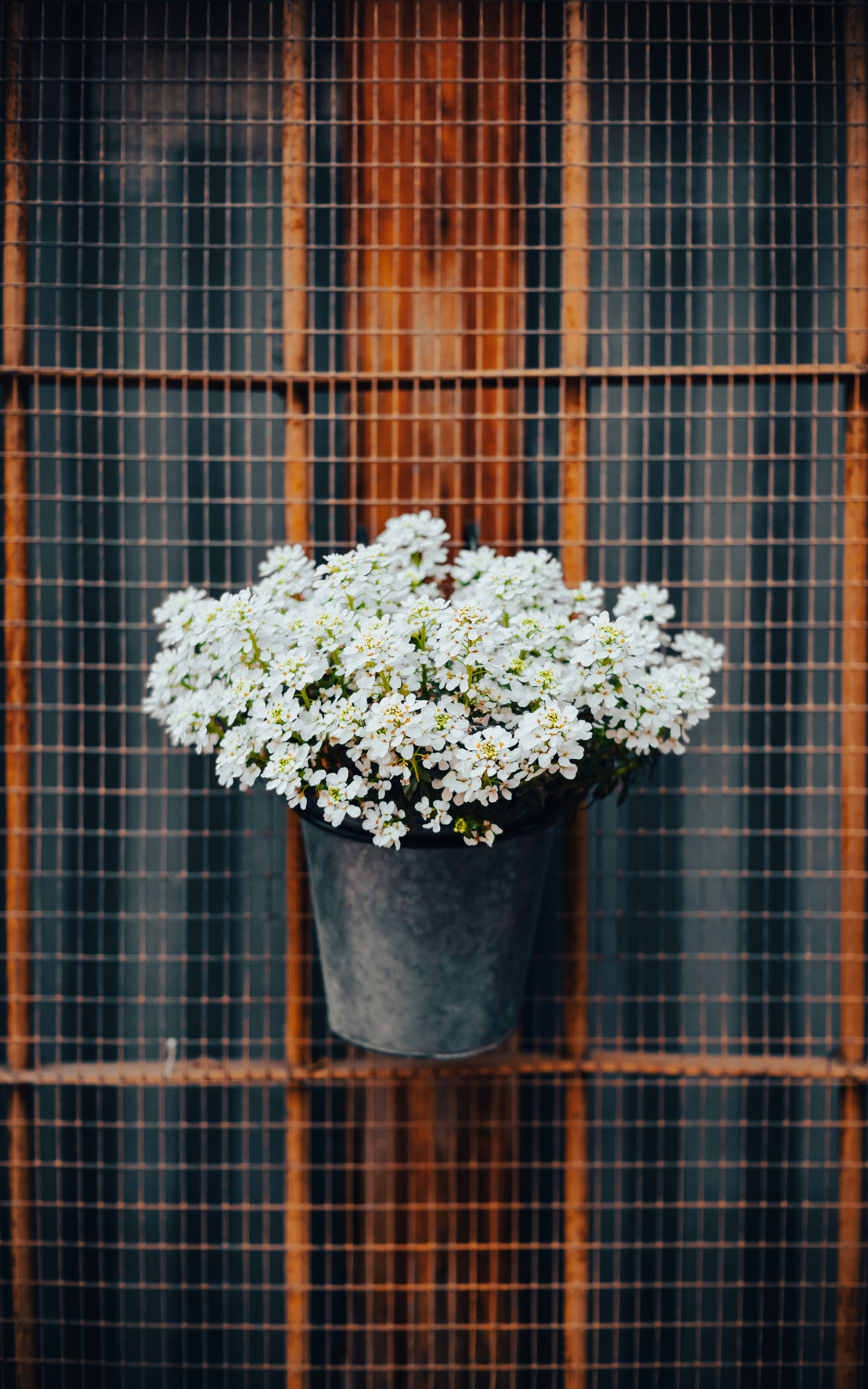 A Floral Embrace Against Rustic Grids