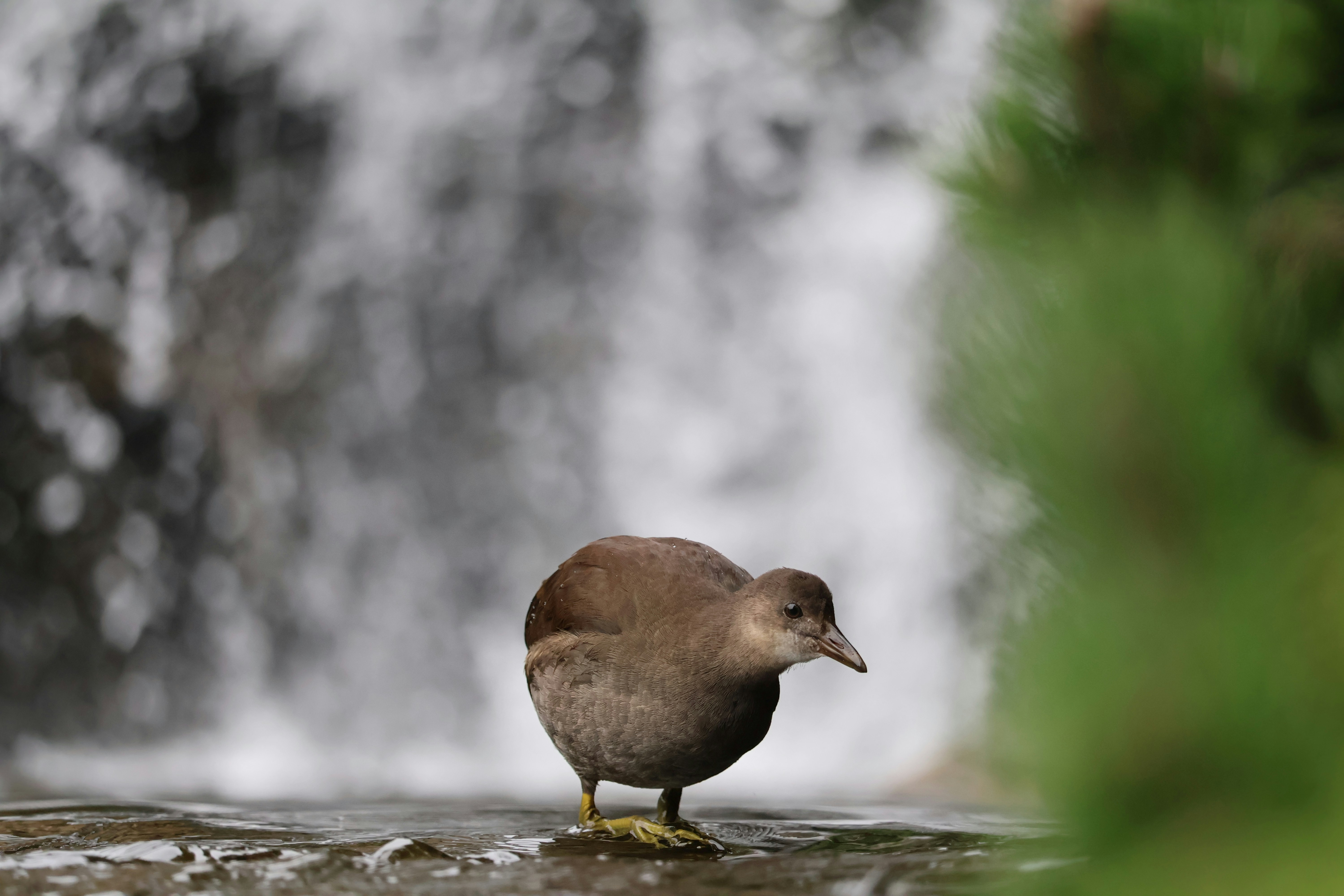 Grugapark Essen | A small bird stands near a waterfall.