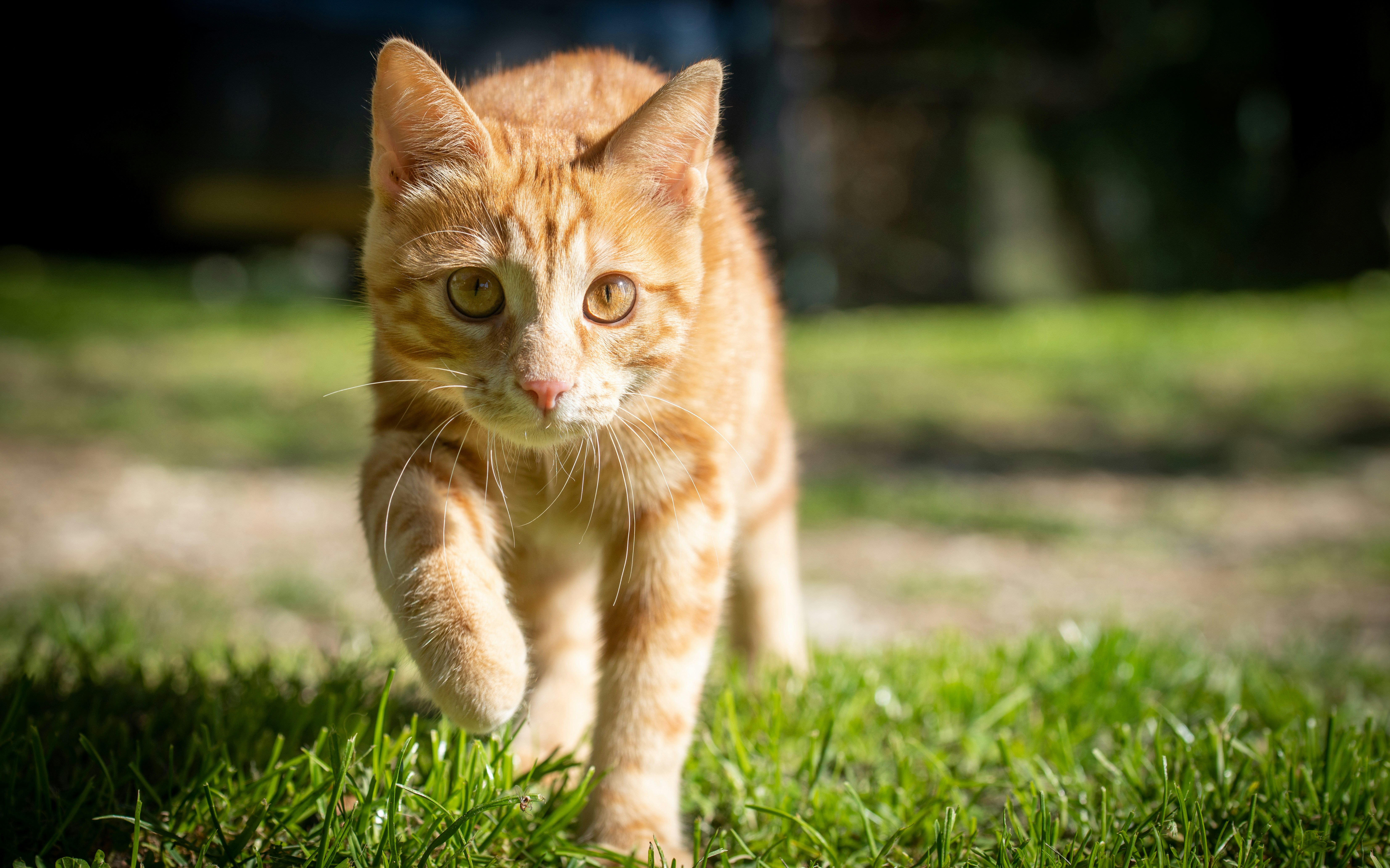 An orange tabby cat walks on green grass.