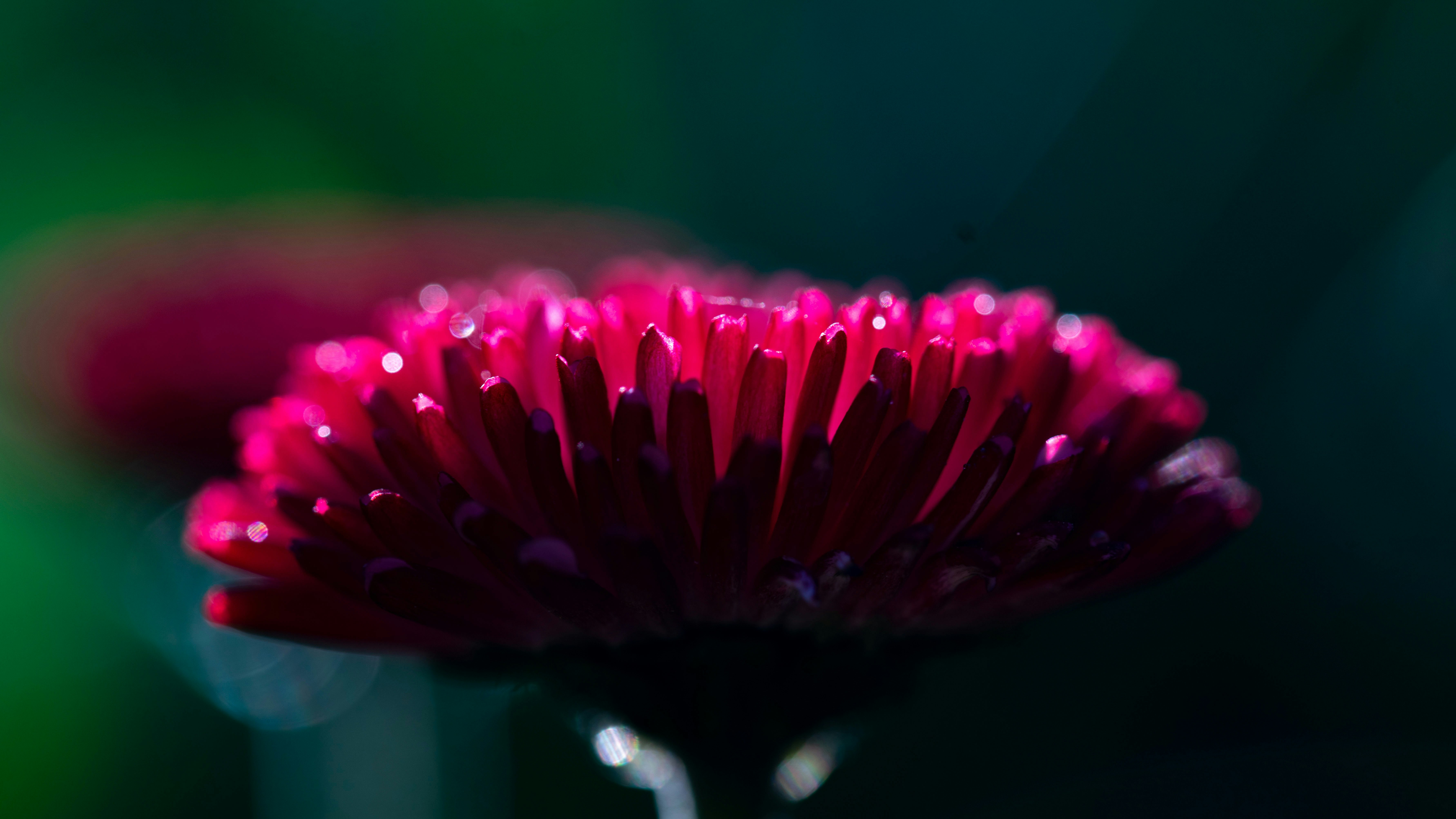 Crimson Petals in the Shadows