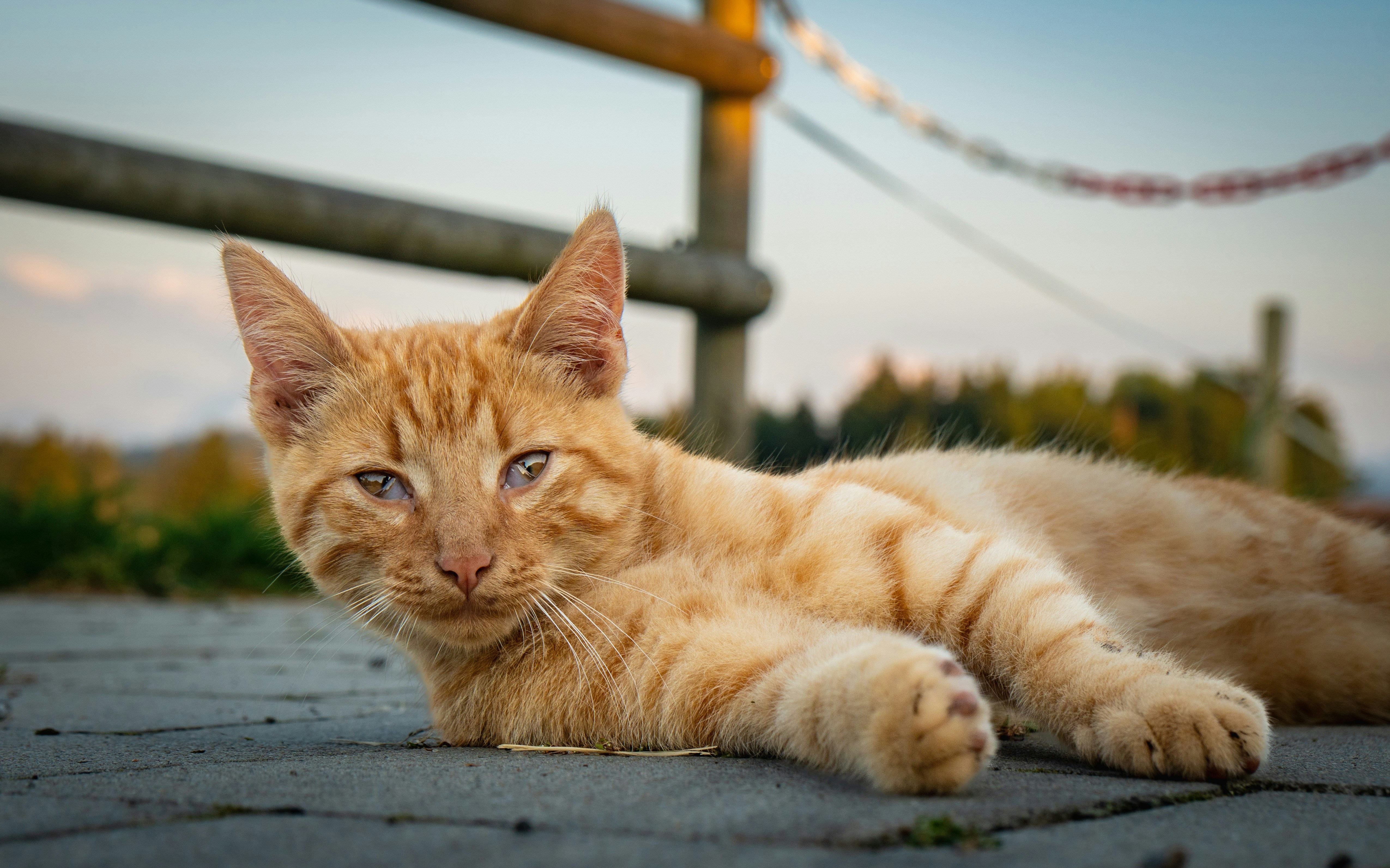 Sunset Serenity: The Laid-back Feline