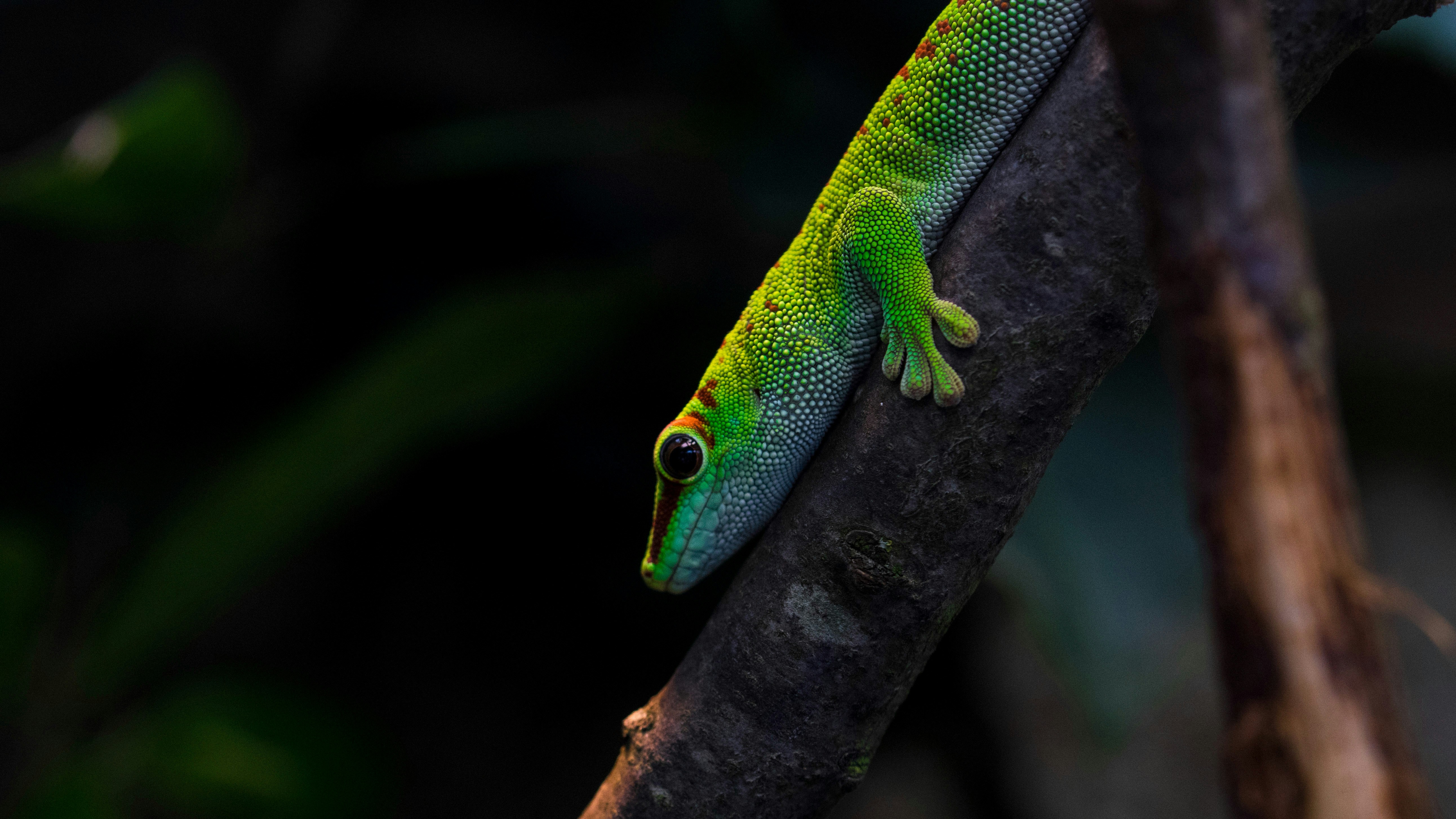 Emerald Glider: Nature's Living Jewel