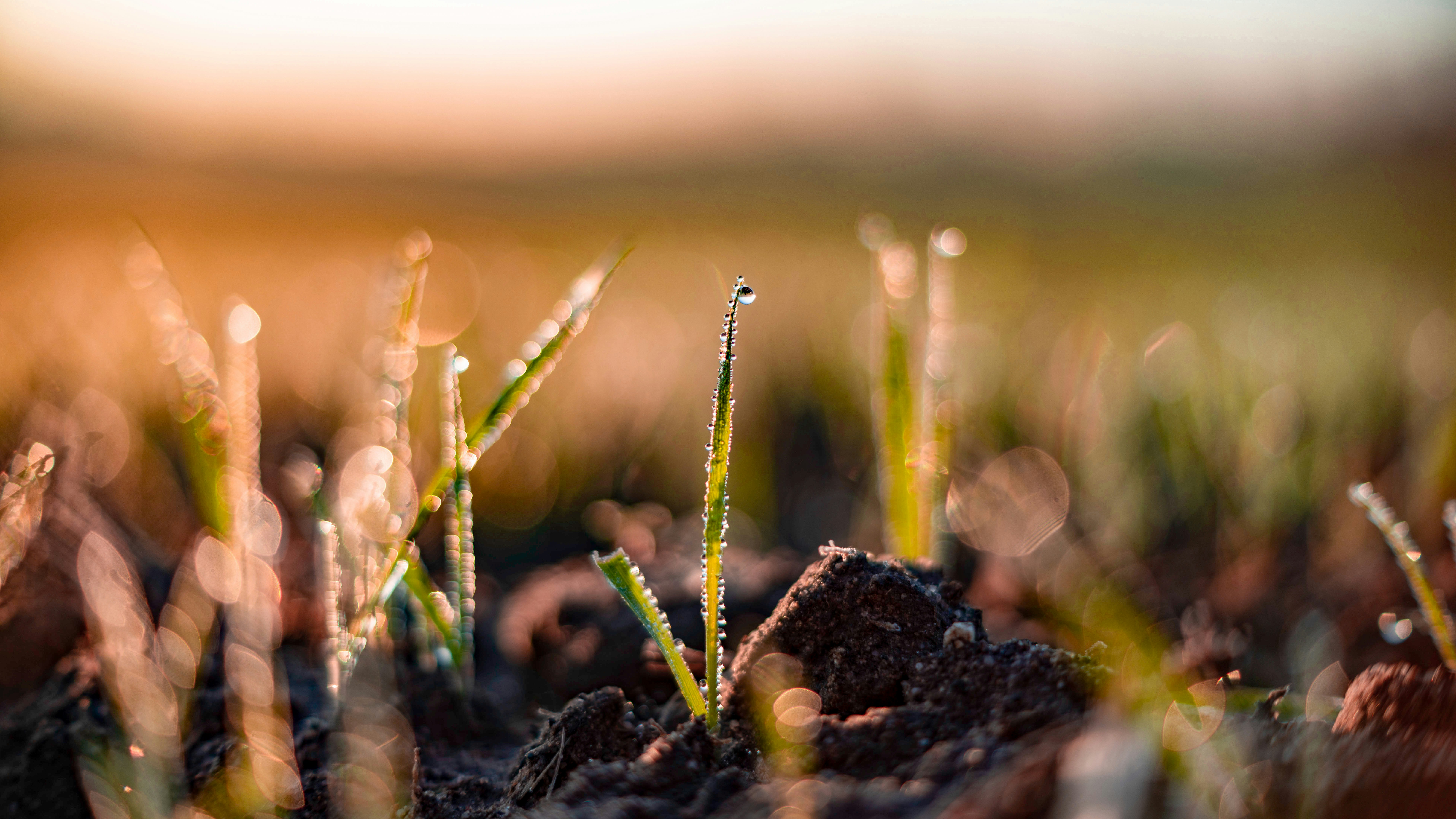 Dew-Kissed Dawn: A Symphony of Growth