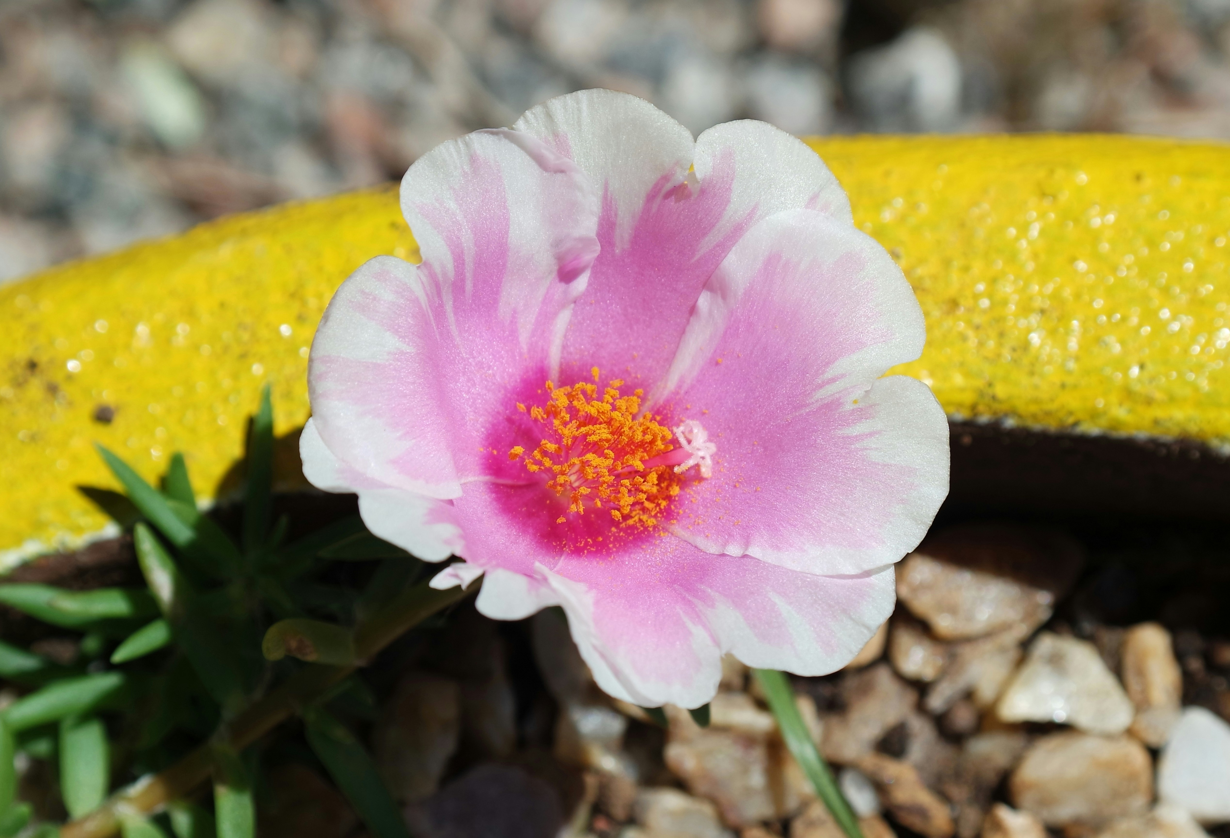 Petal Symphony: Nature's Color Palette