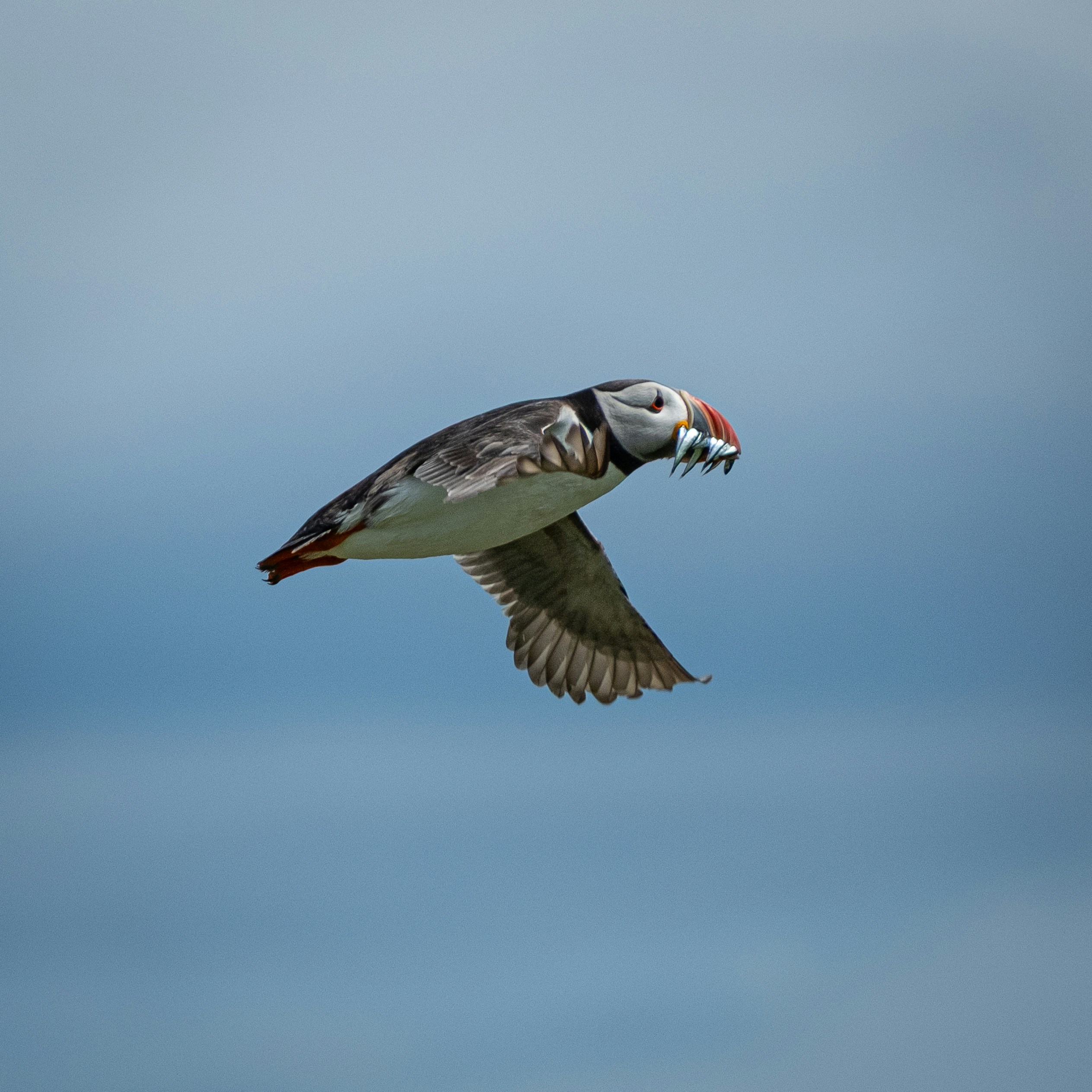 Aerial Acrobat: The Puffin's Flight
