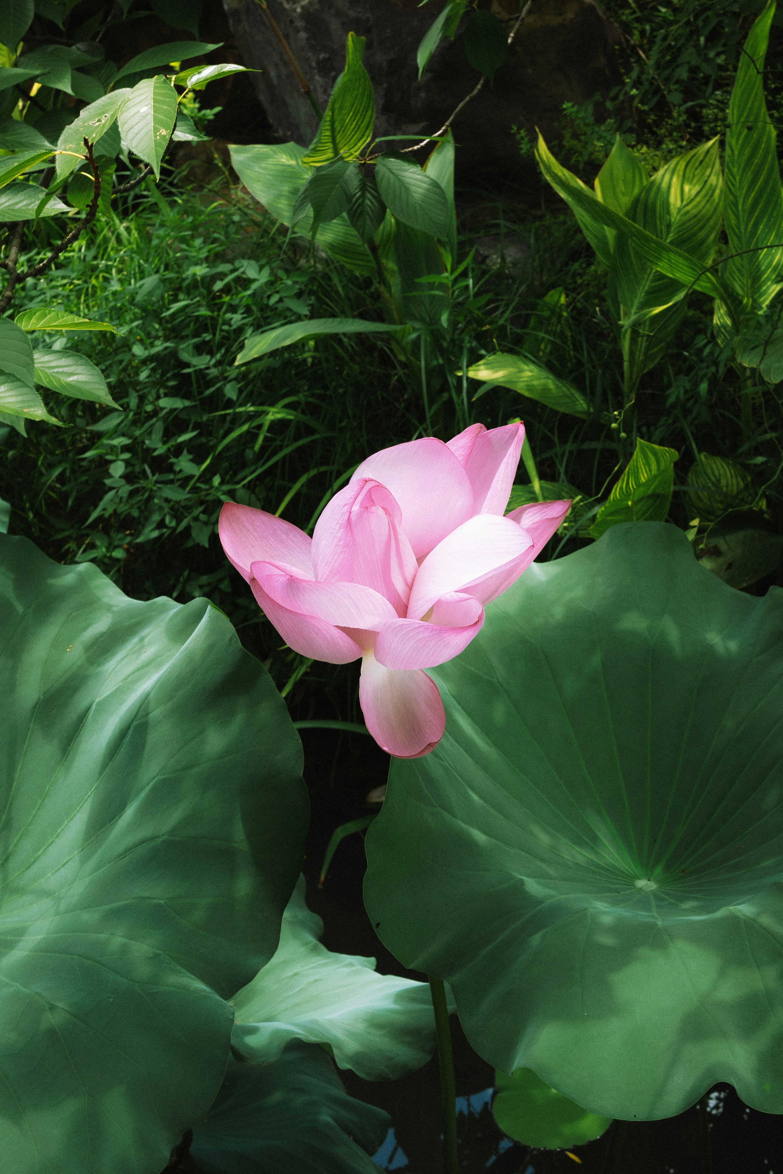 Lotus Blossom Amidst Lush Greenery