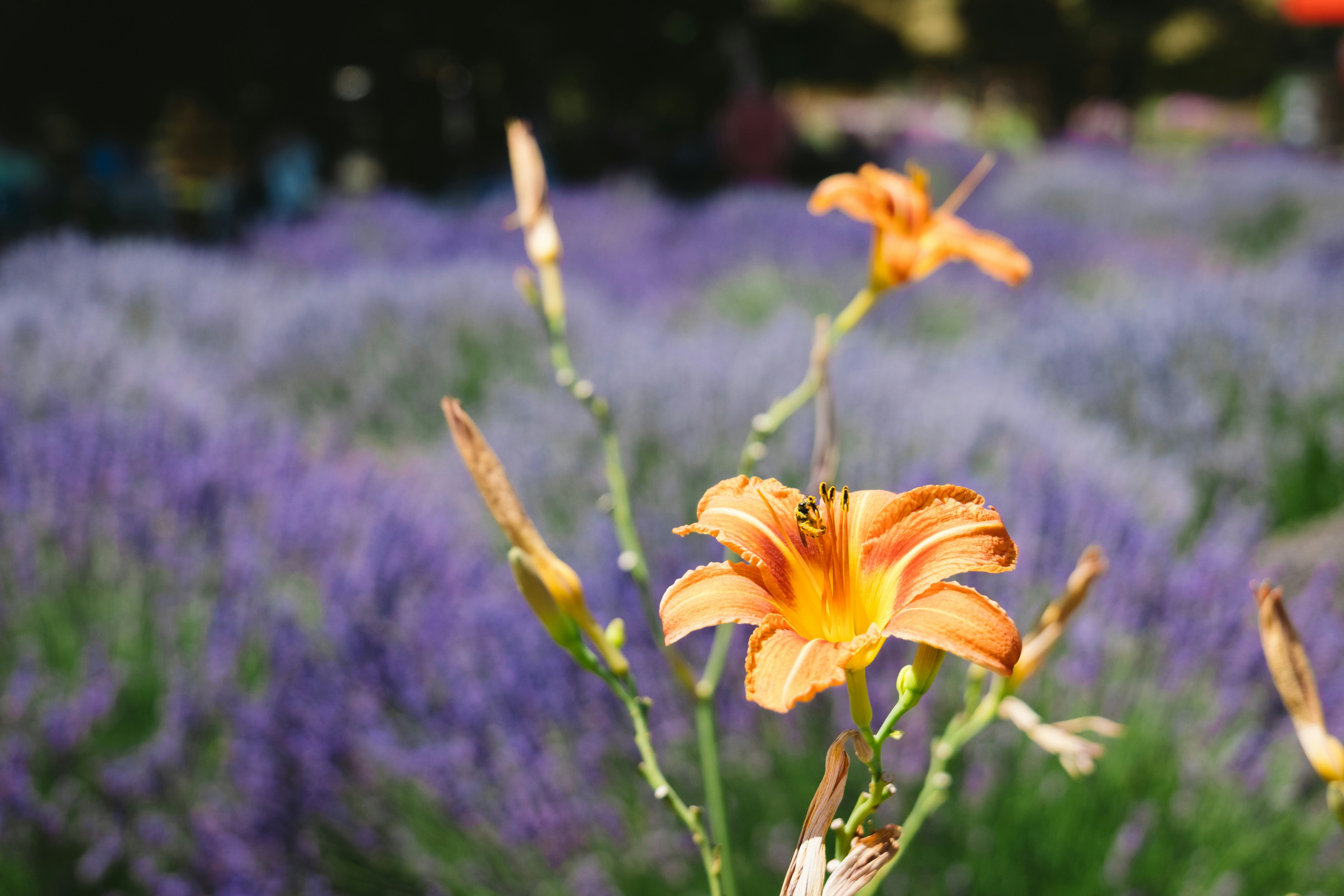 Orange lily at lavender farm. | Orange flowers bloom in a lavender field.