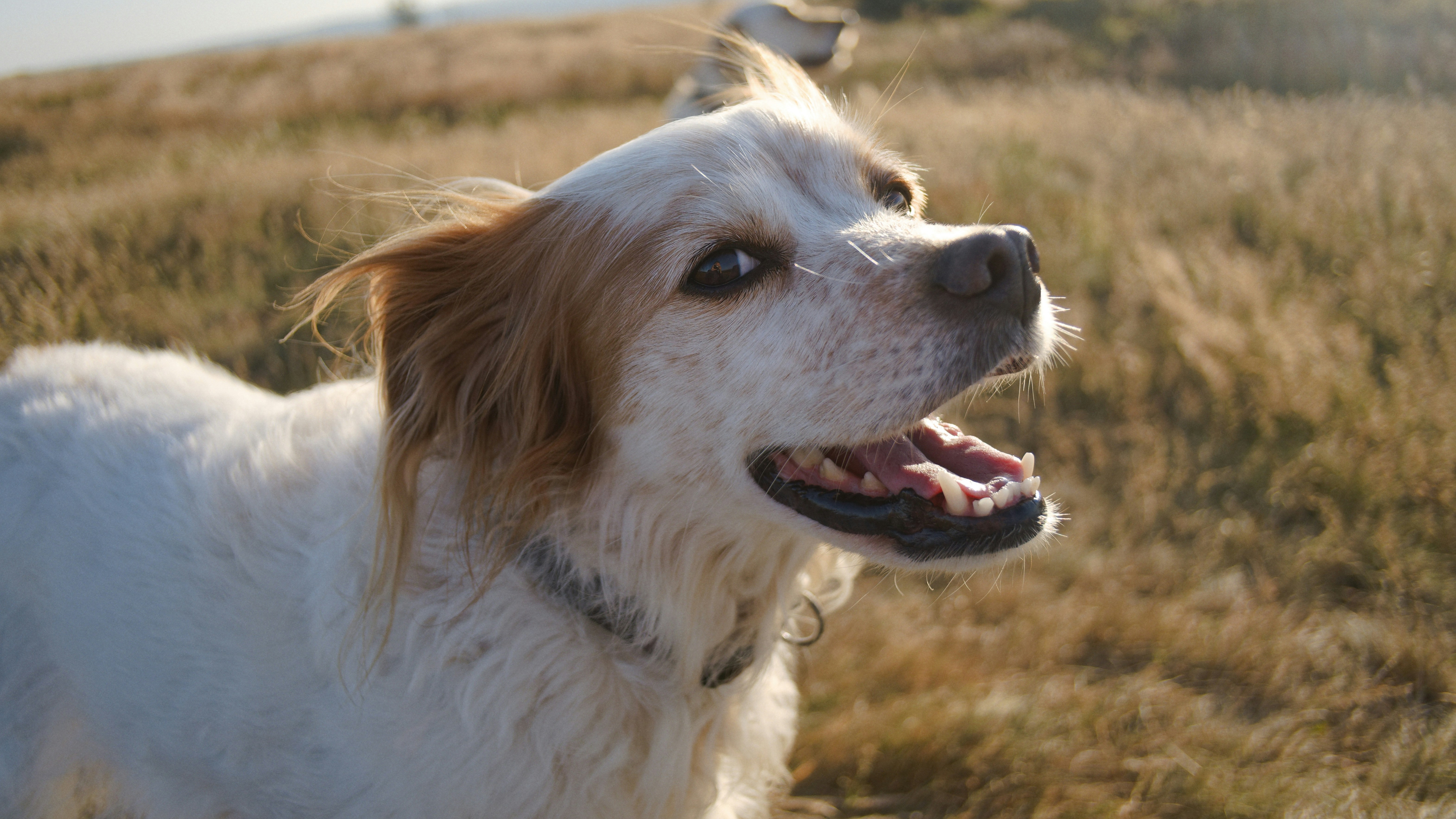 You are part of me, and I am part of you. | A happy dog enjoys the outdoors.