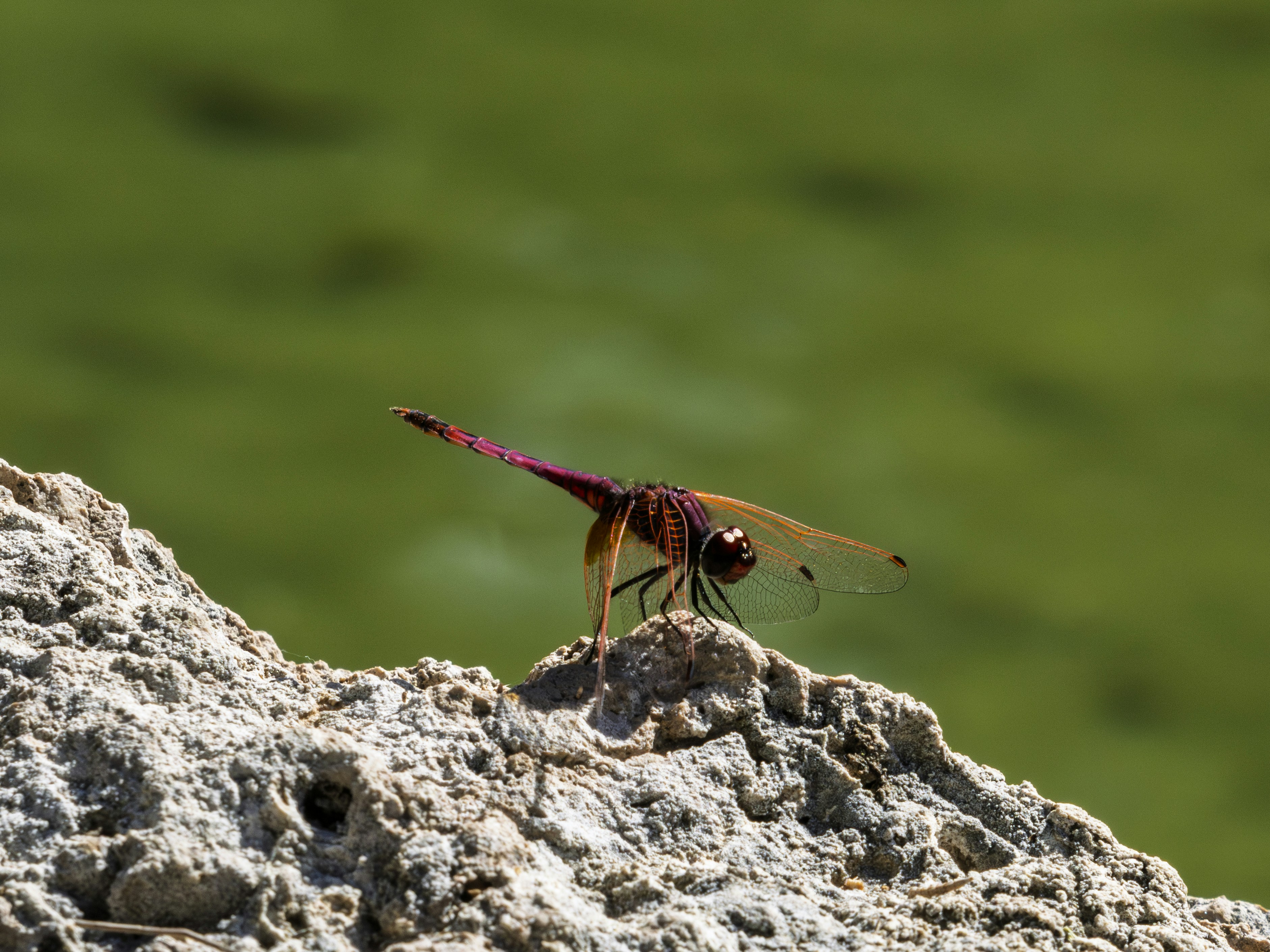 A vibrant dragonfly perched on a rocky surface, showcasing its intricate wings against a blurred green background.