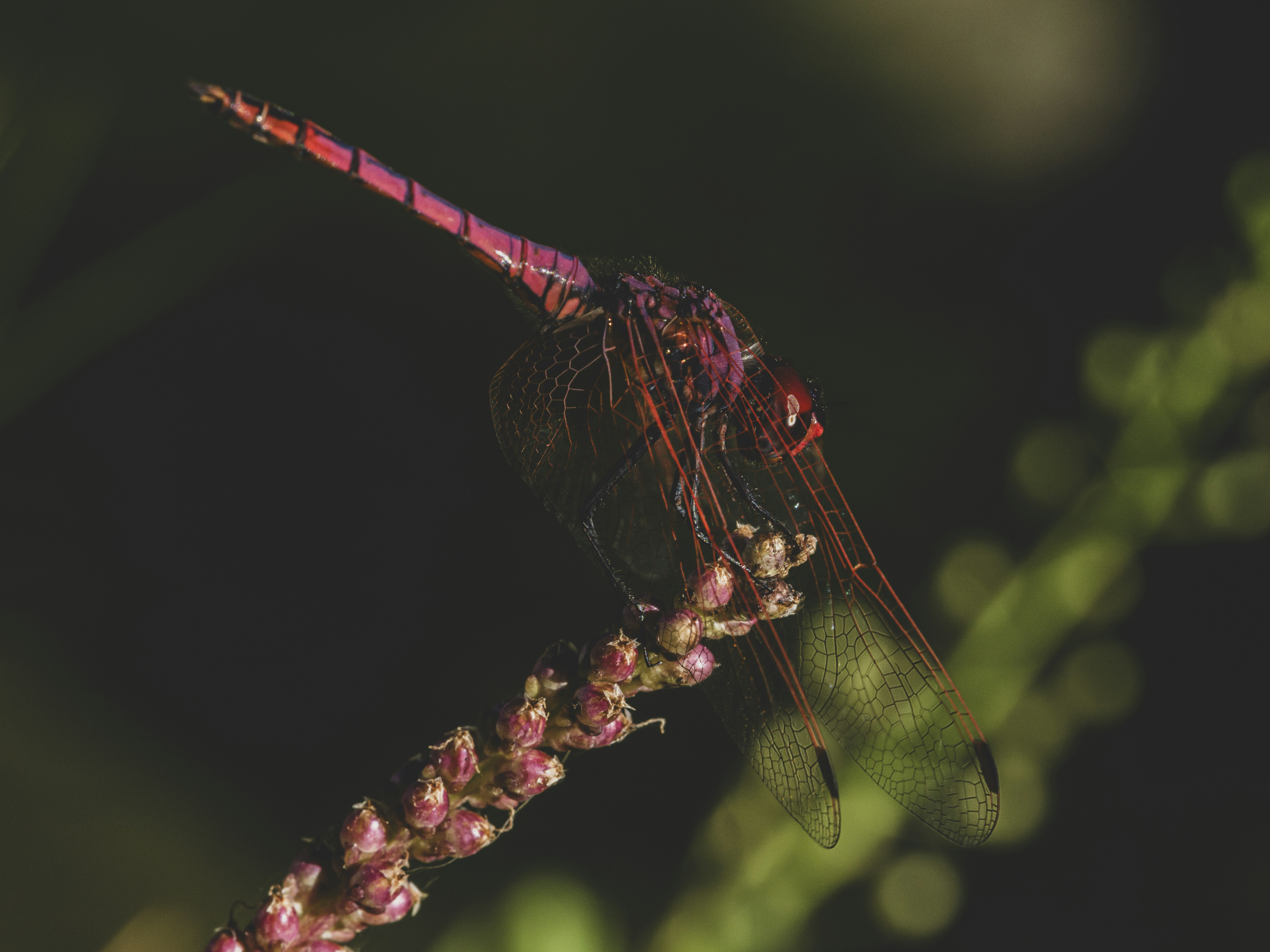 Violet Wings: A Dragonfly's Perch