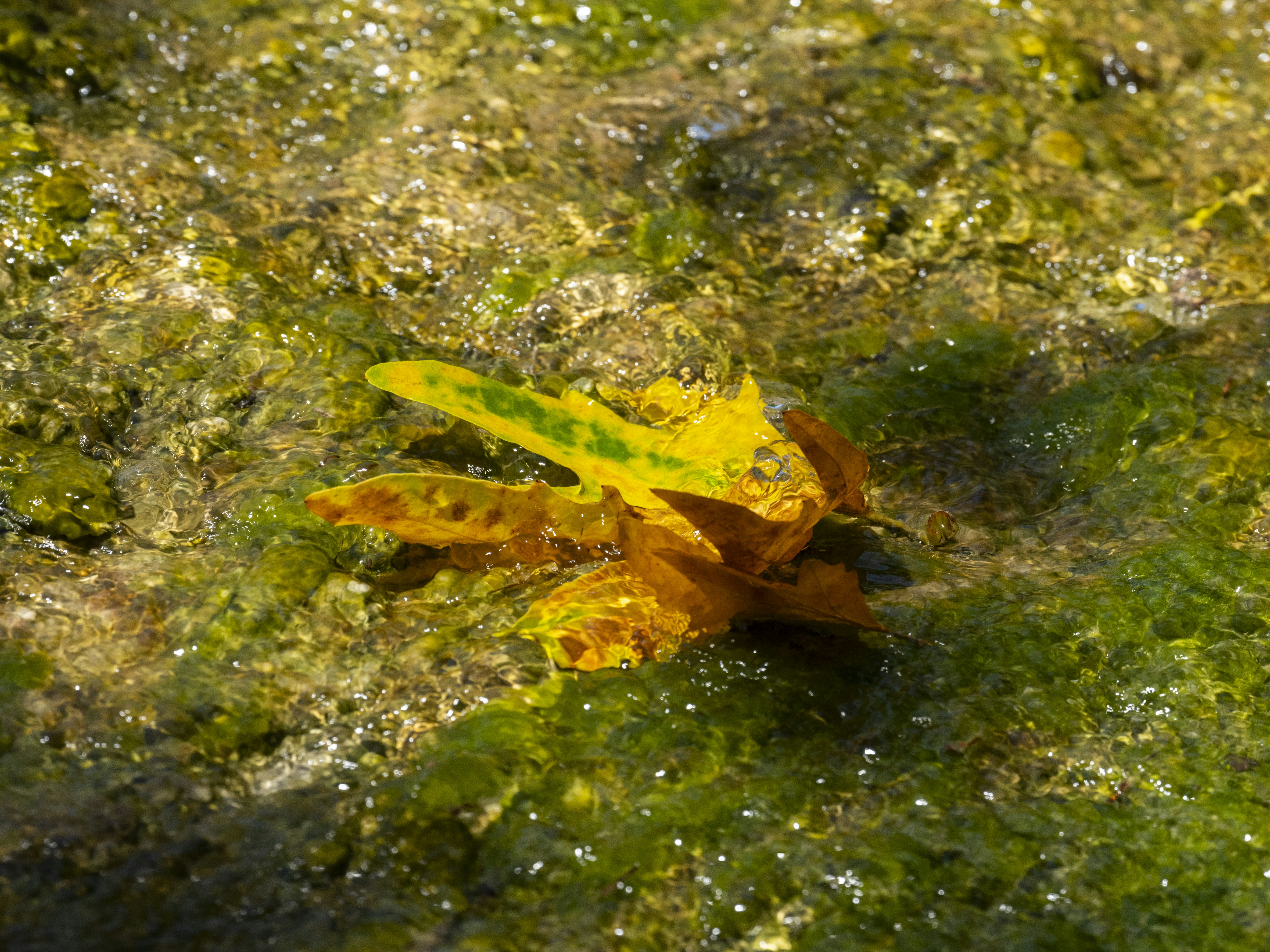 Nature's Golden Mosaic: A Leaf's Journey