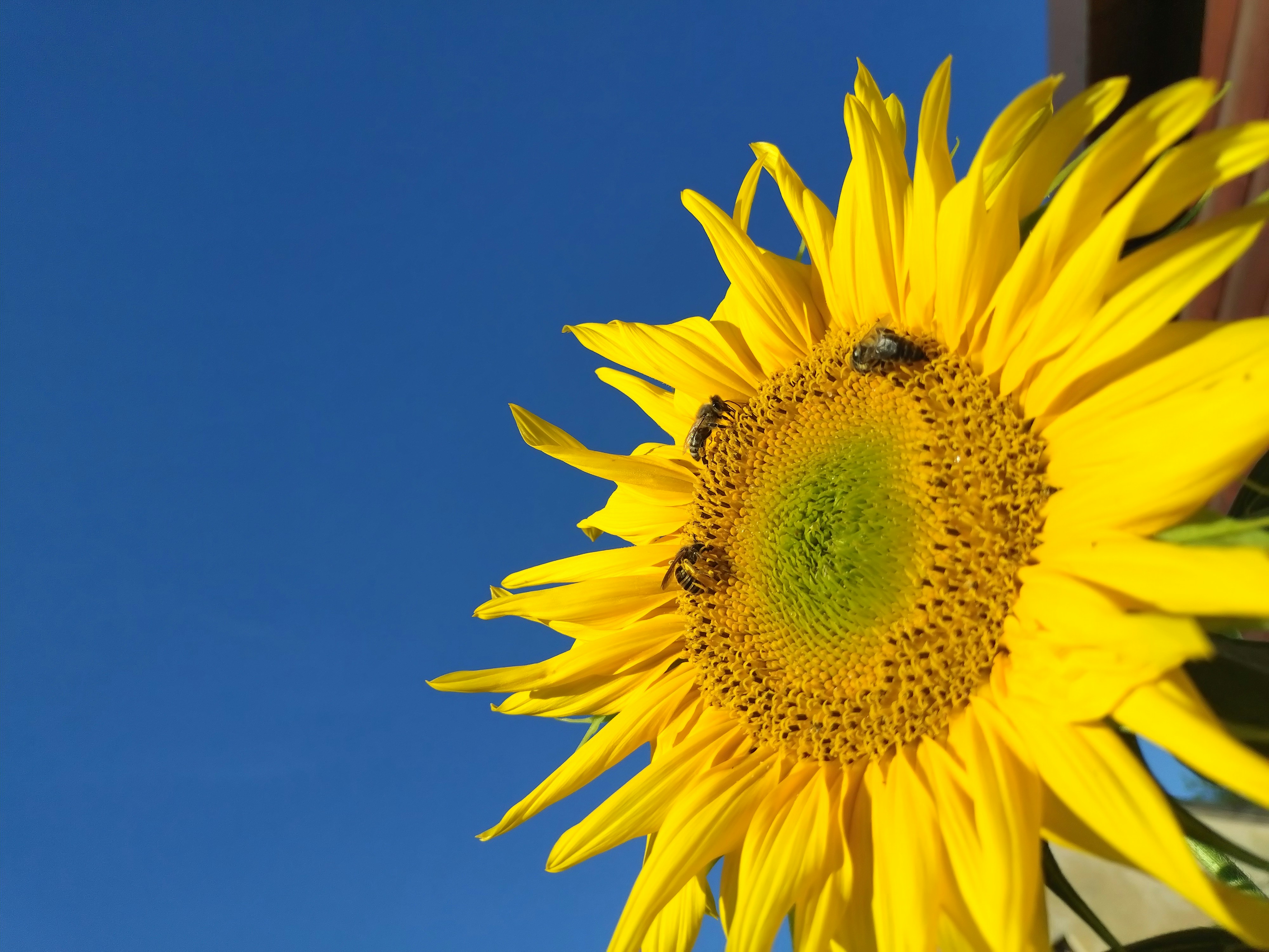 Close-up of a vibrant sunflower with bees collecting nectar against a clear blue sky.