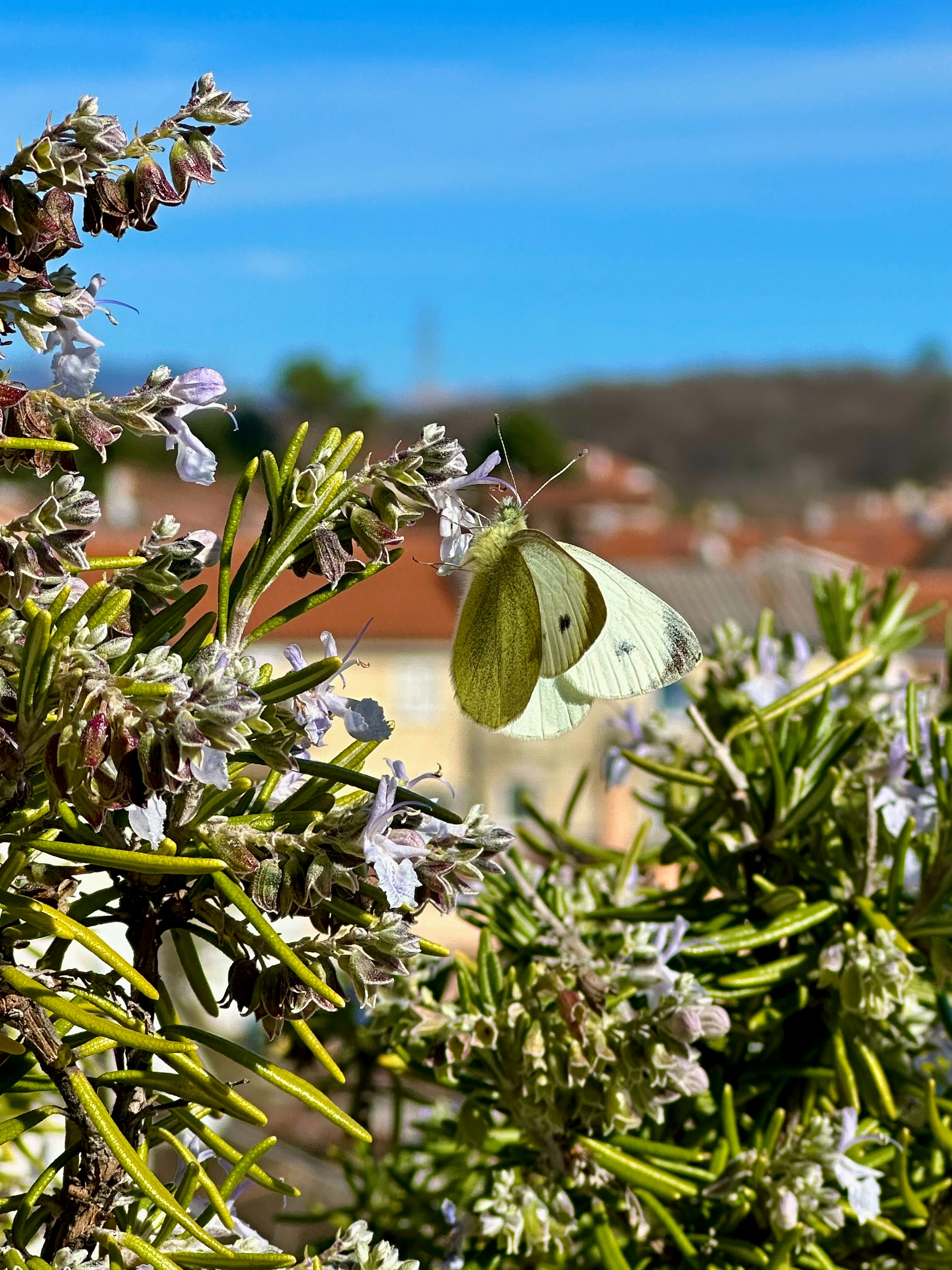 Pale-green butterfly on rosemary blossoms under a bright blue sky