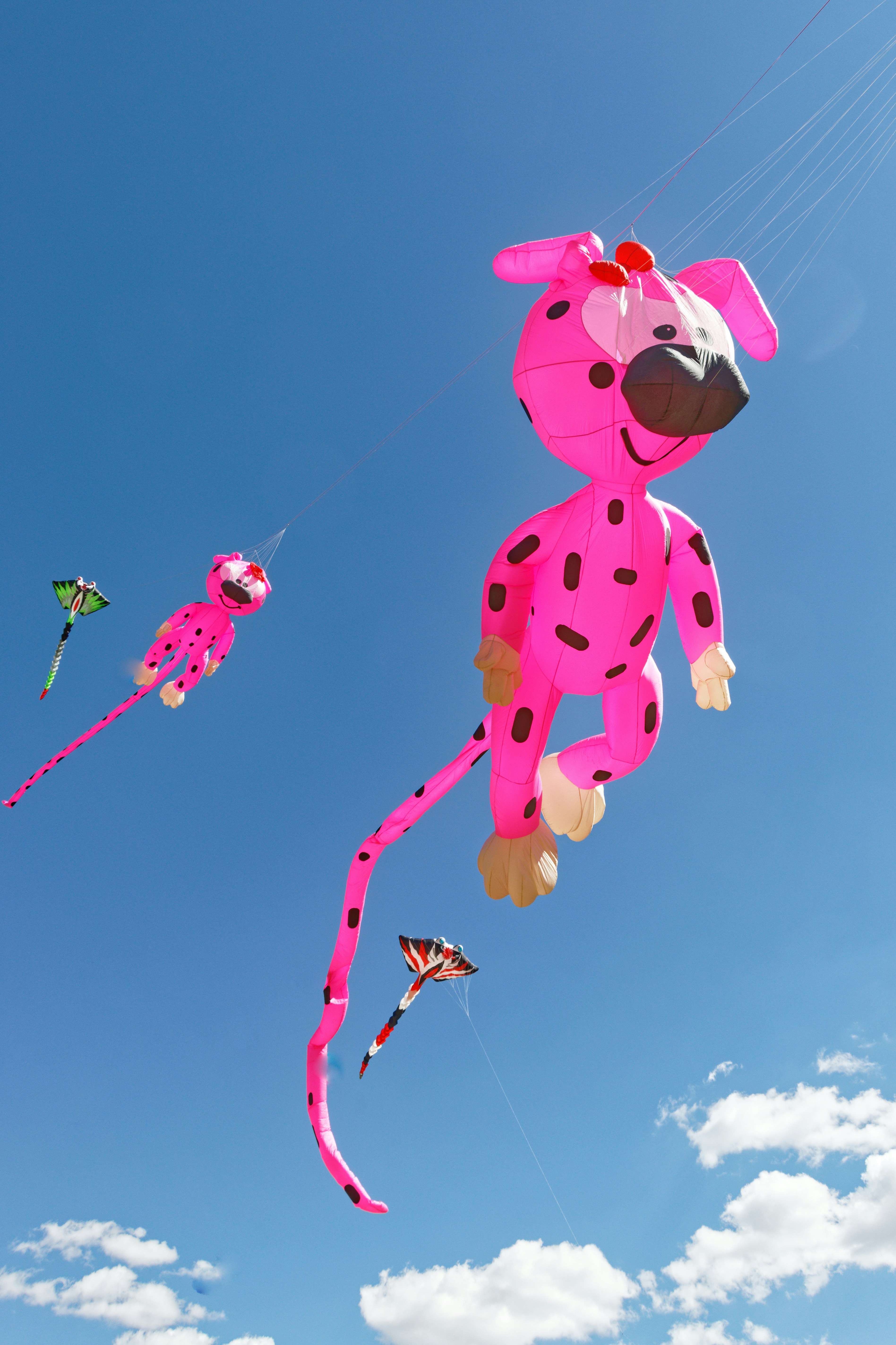 Kites shaped like animals soar in the blue sky. photo – Free France ...