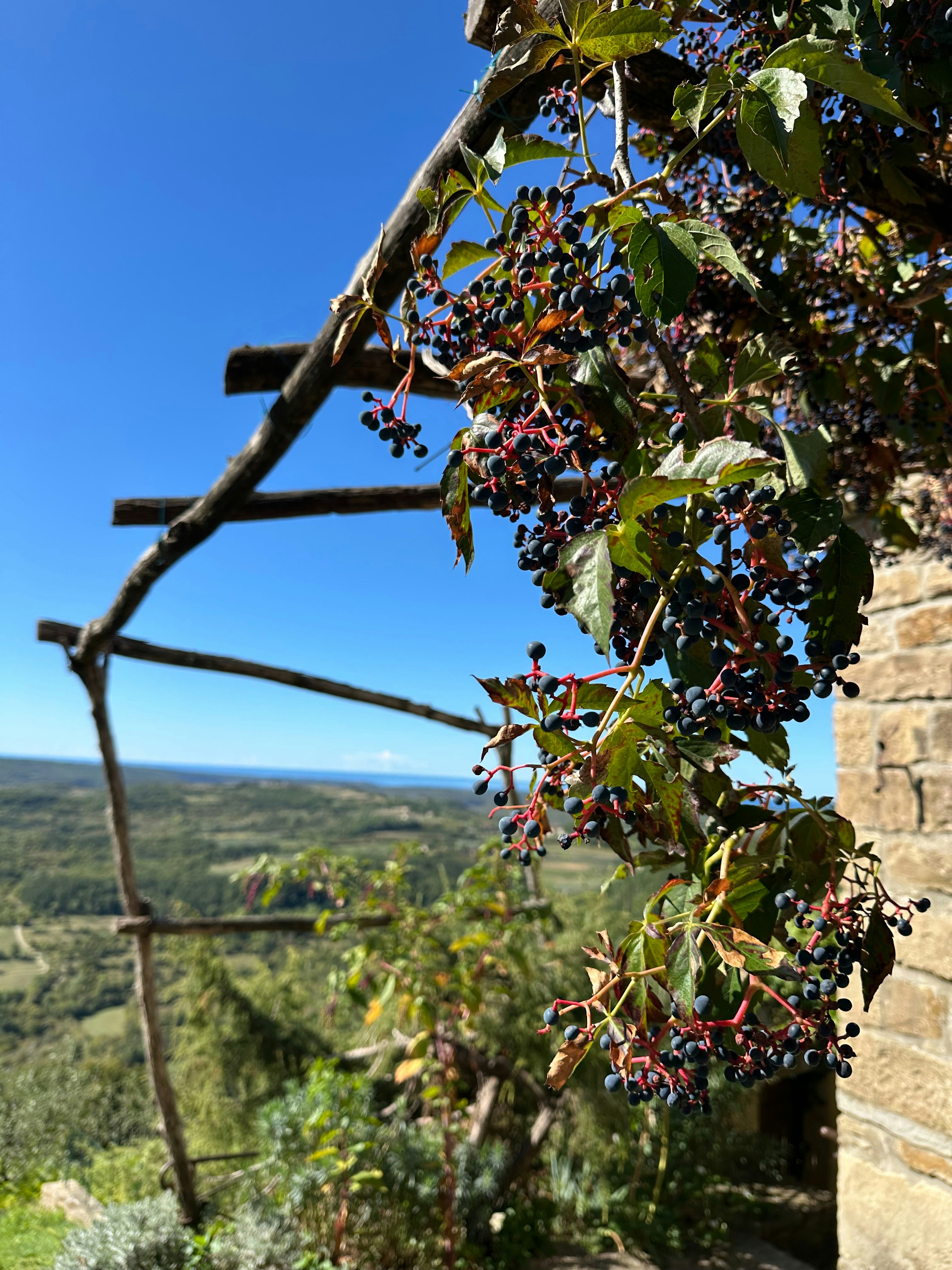 Nature's Palette: A Tapestry of Berries and Sky