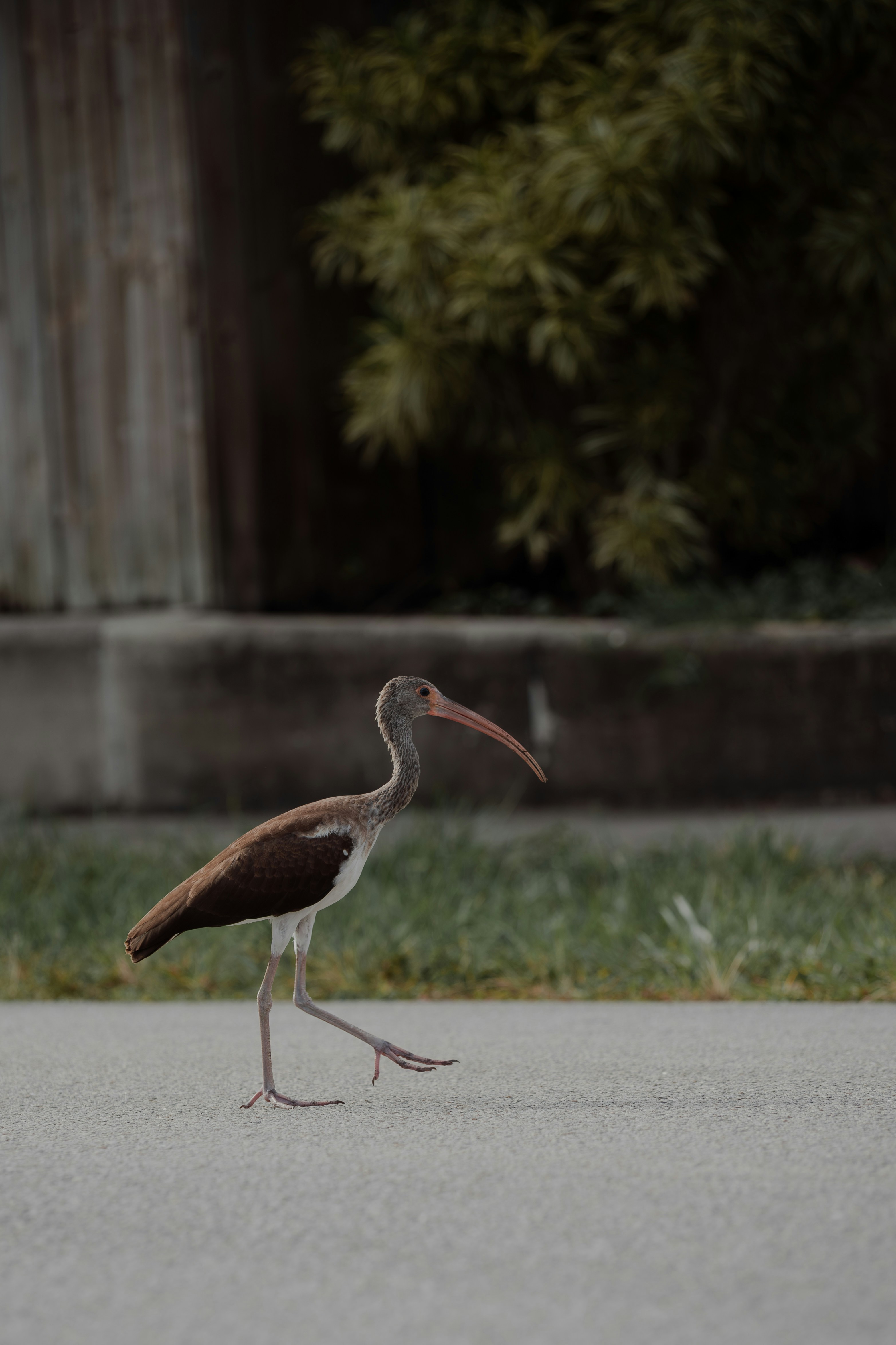 Striding Avian silhouette: a white-bellied ibis crosses a quiet pavement