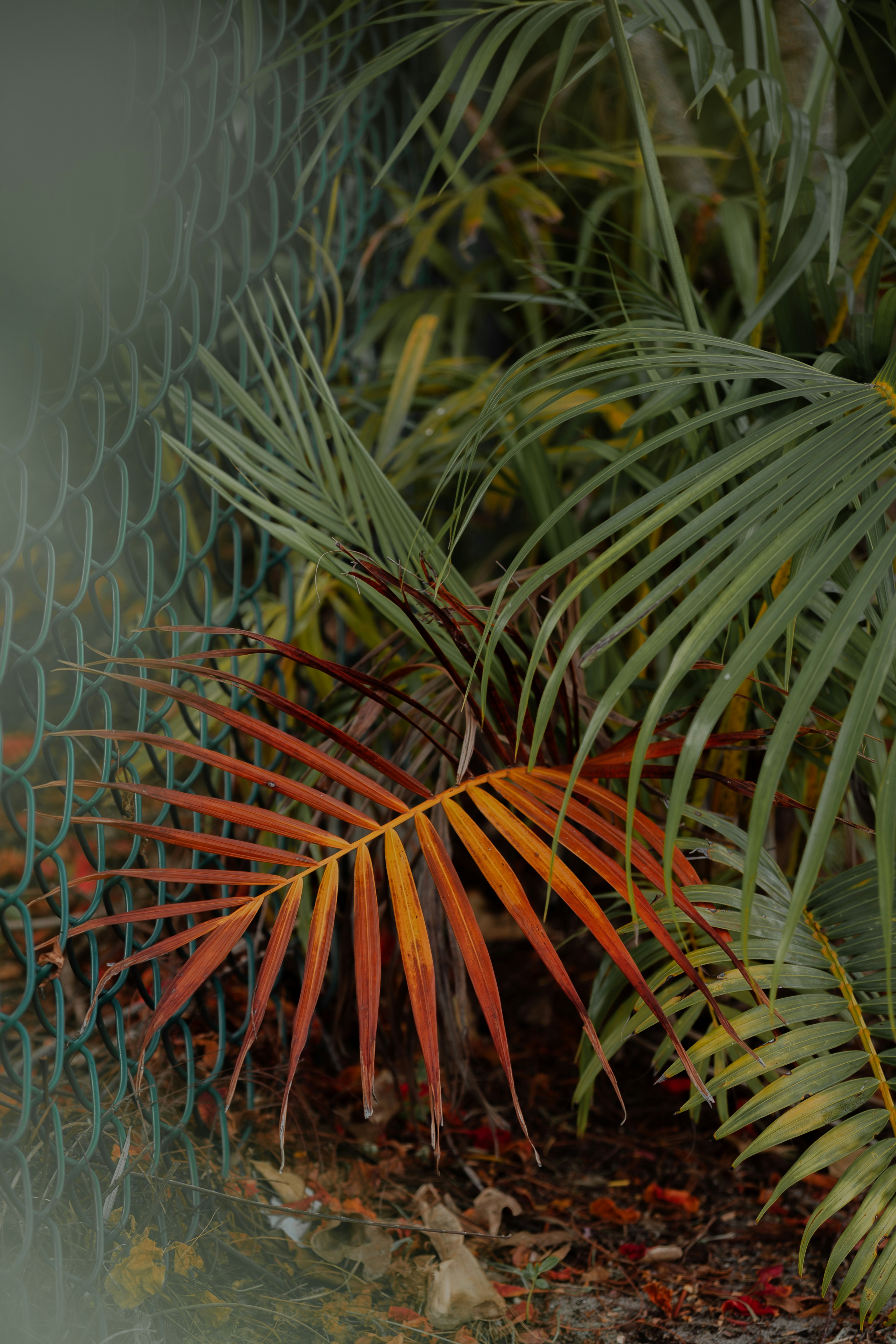 Palm fronds peek through a fence.