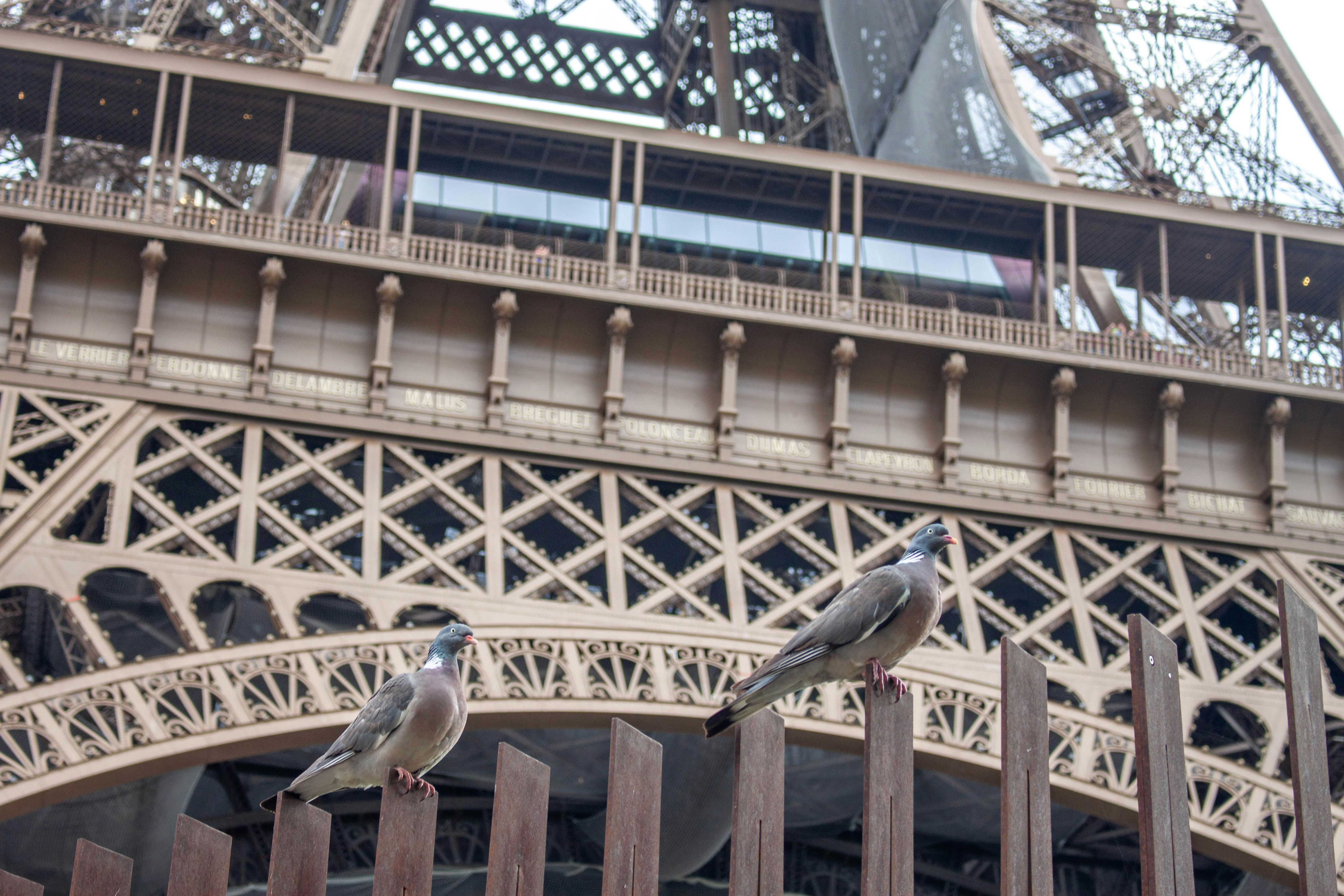 Two Birds on Wooden Spikes Beneath Iron Lacework