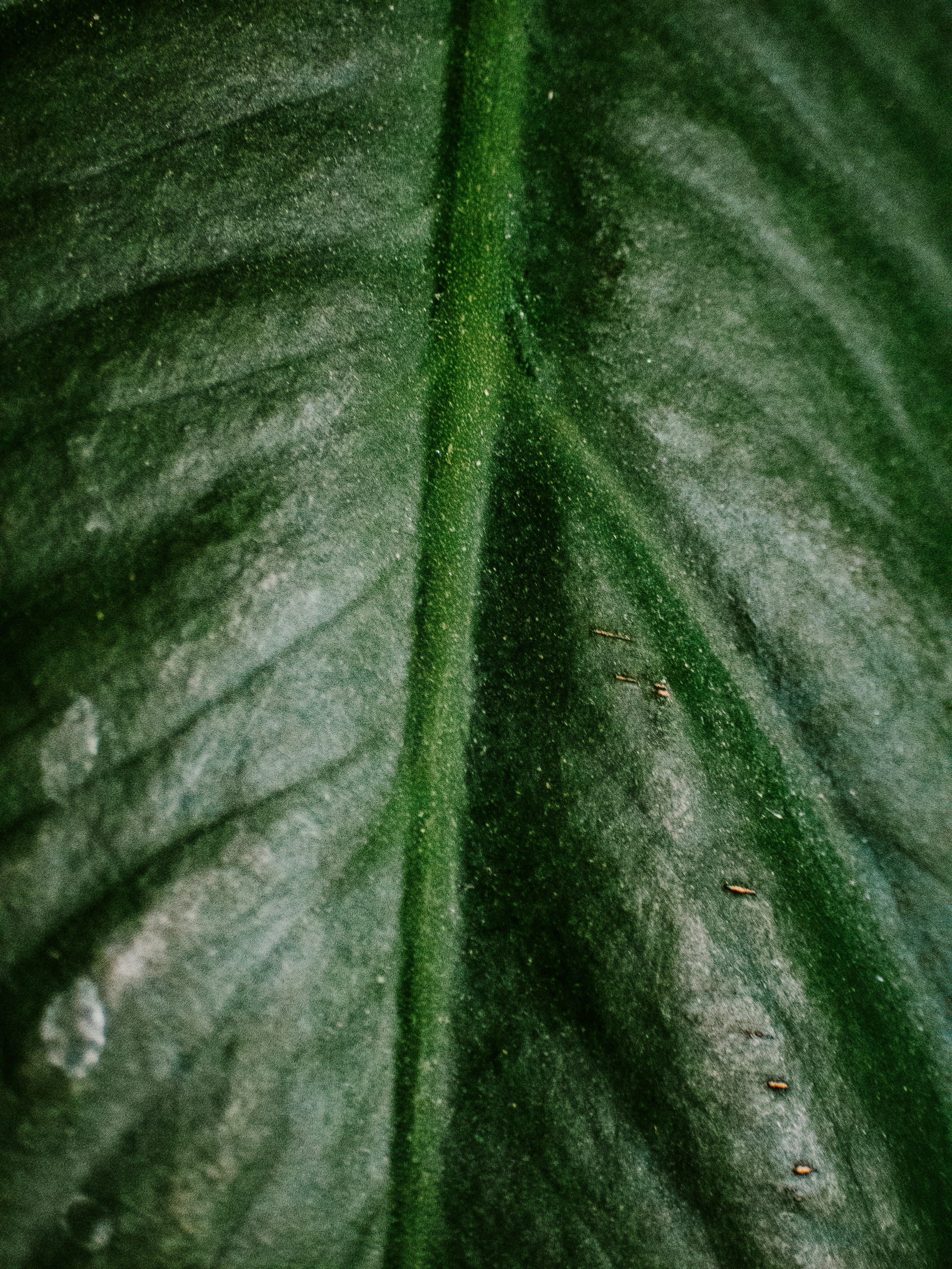 Close-up of a green leaf, showing details.