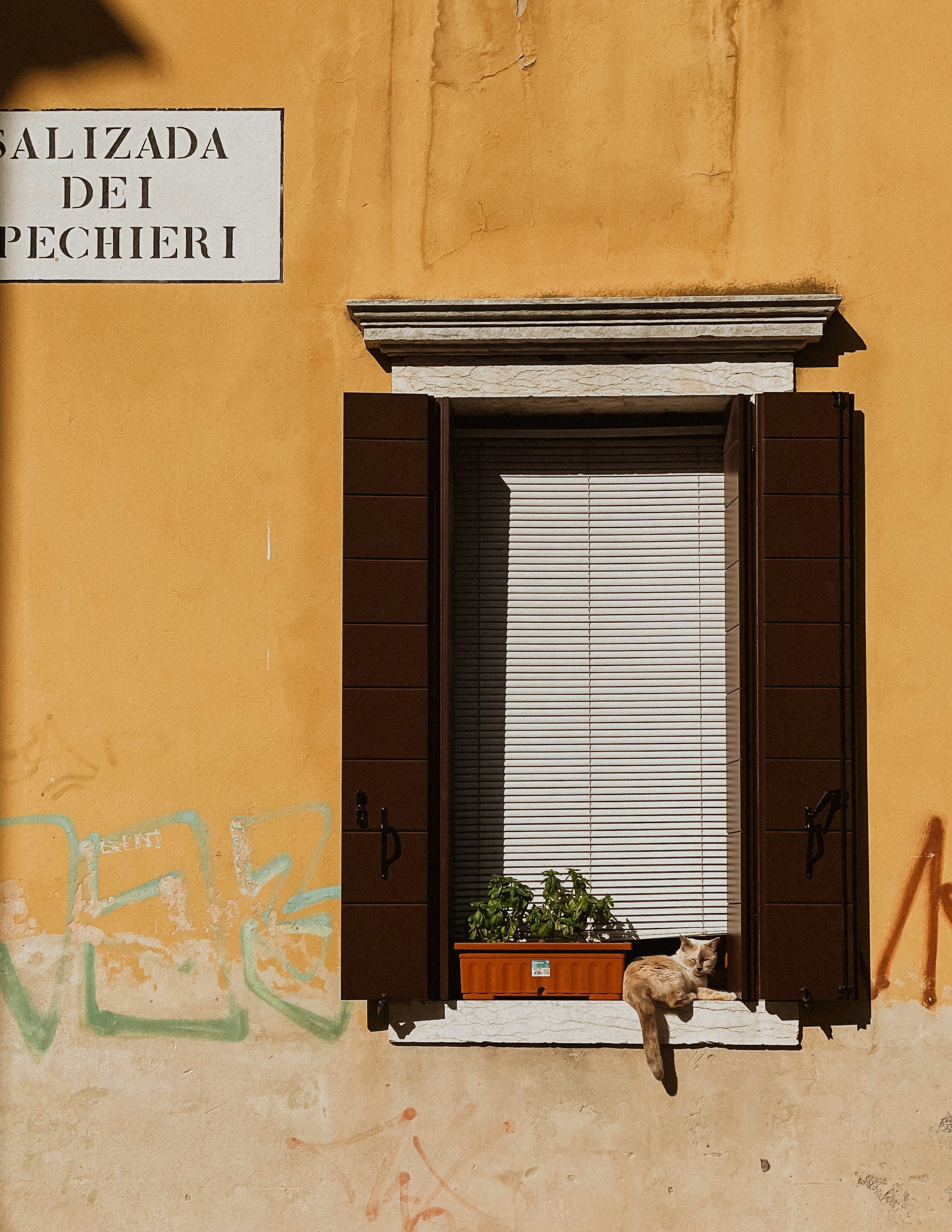 Whiskers and Windows: A Glimpse into Urban Life