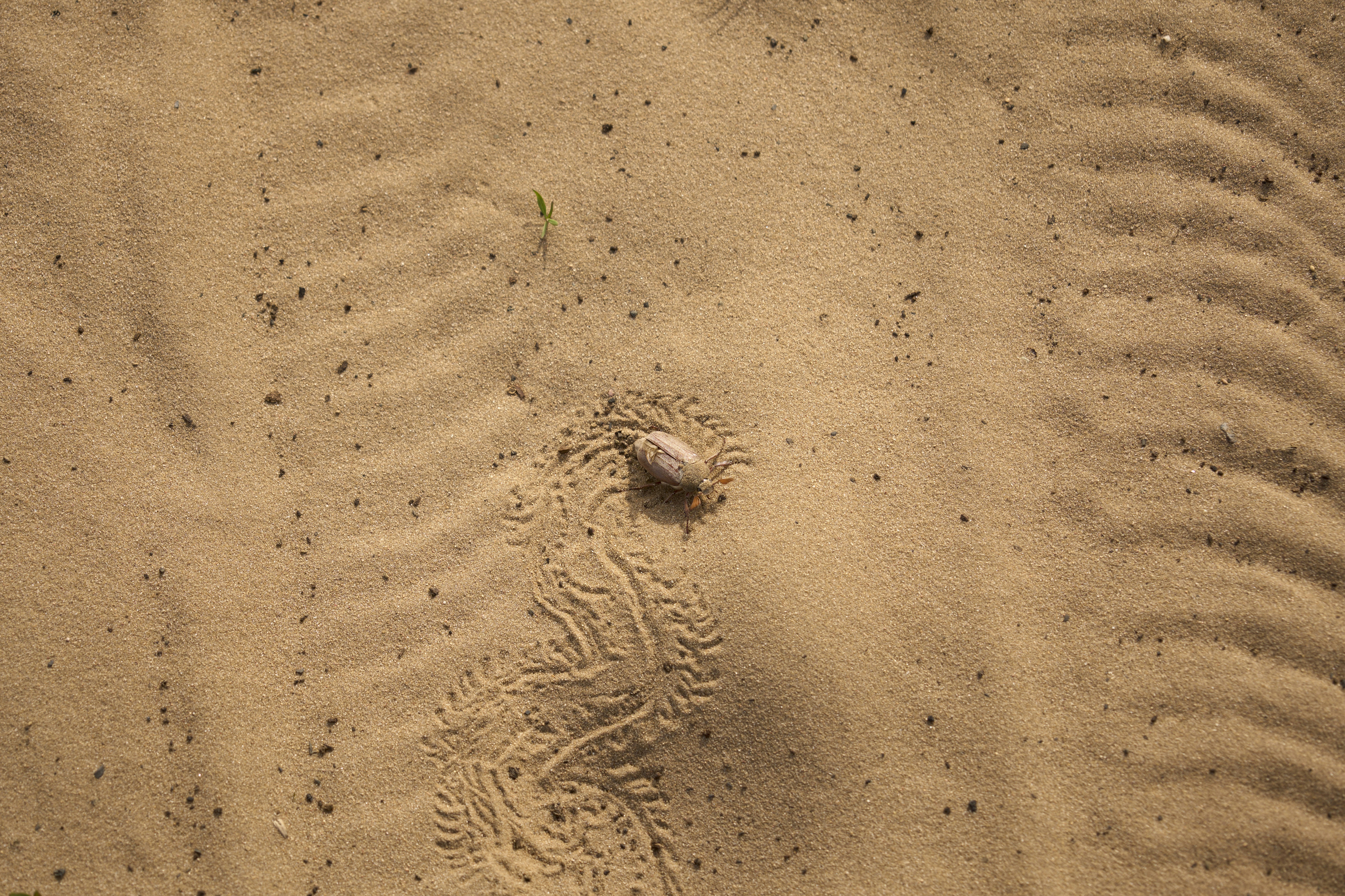 An insect's path leaves traces in sand.