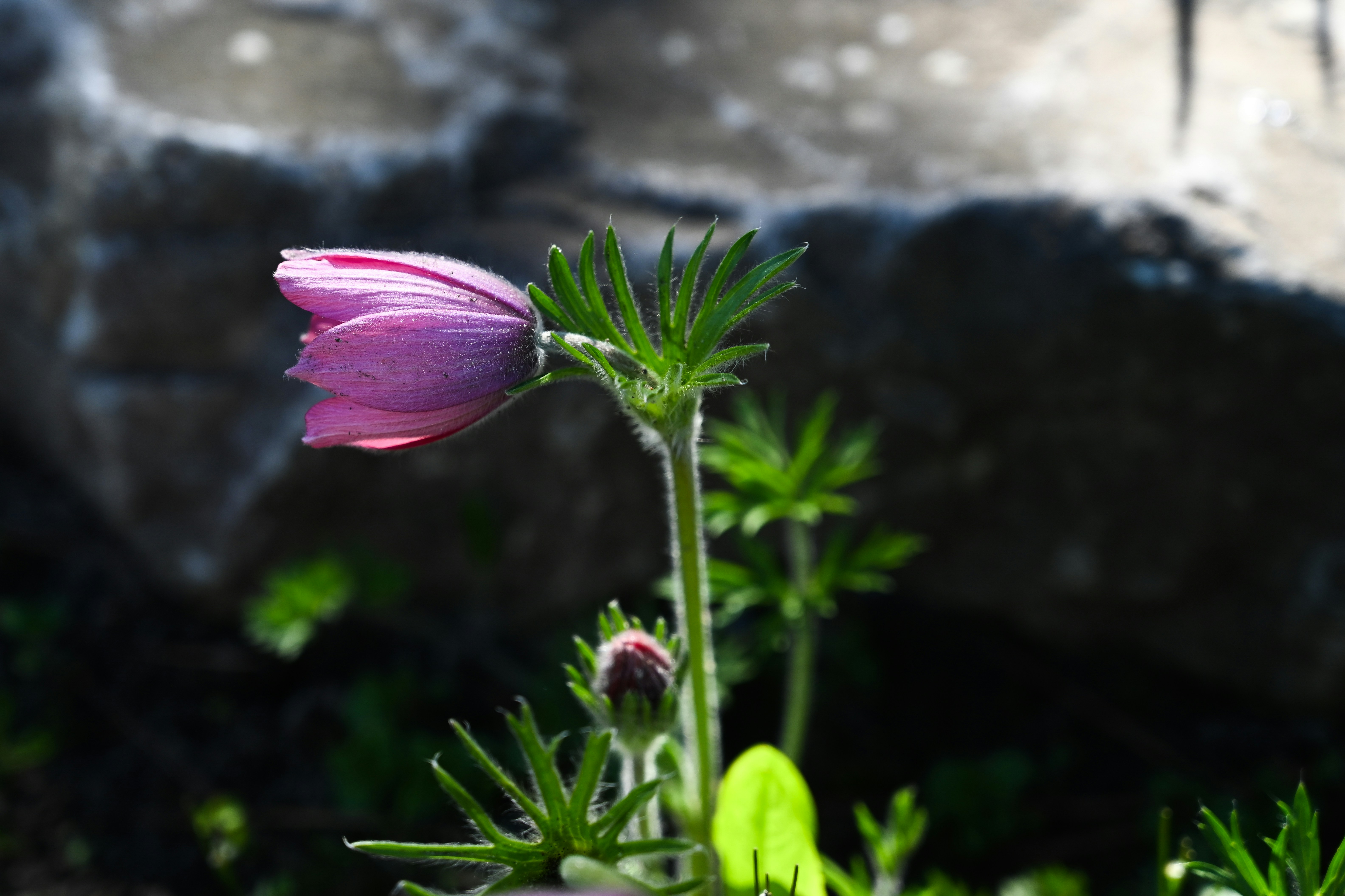 A purple flower is blooming in front of rocks.