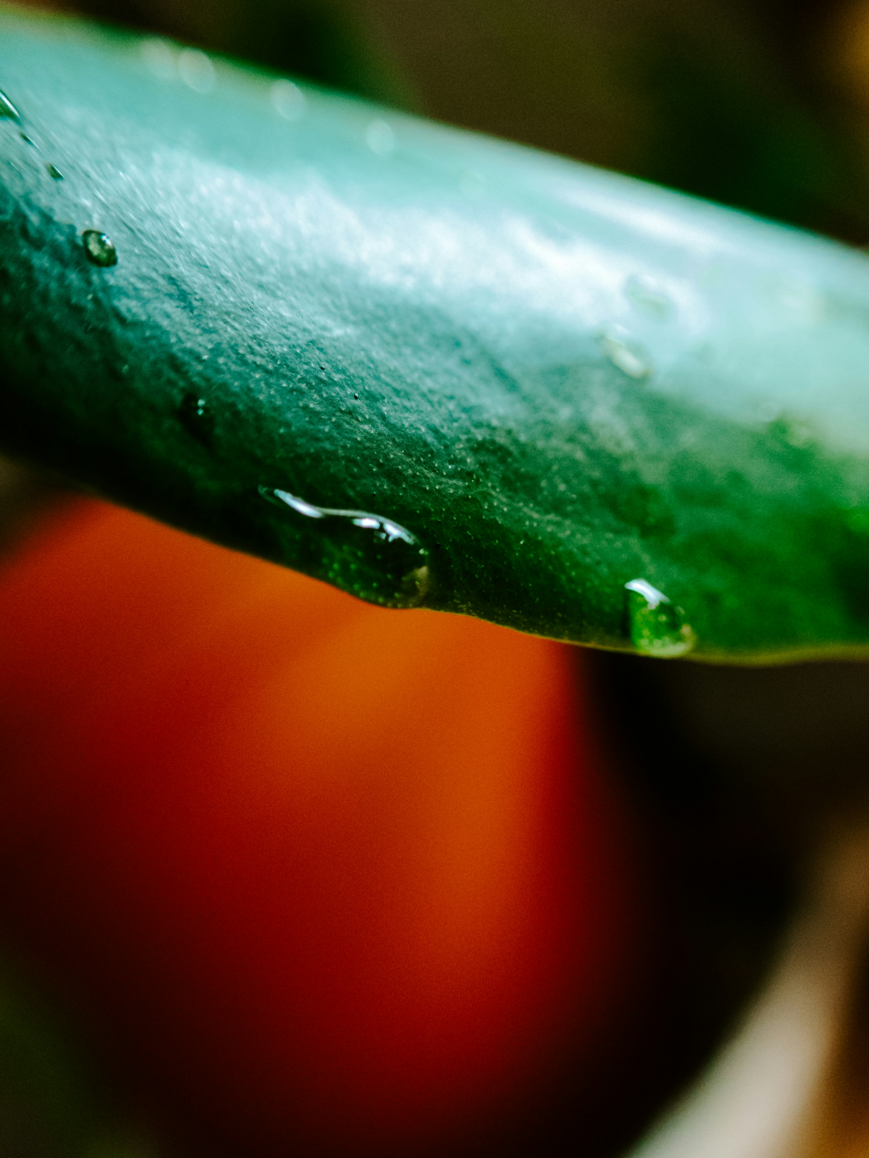 Water droplets sit on a green leaf's edge.