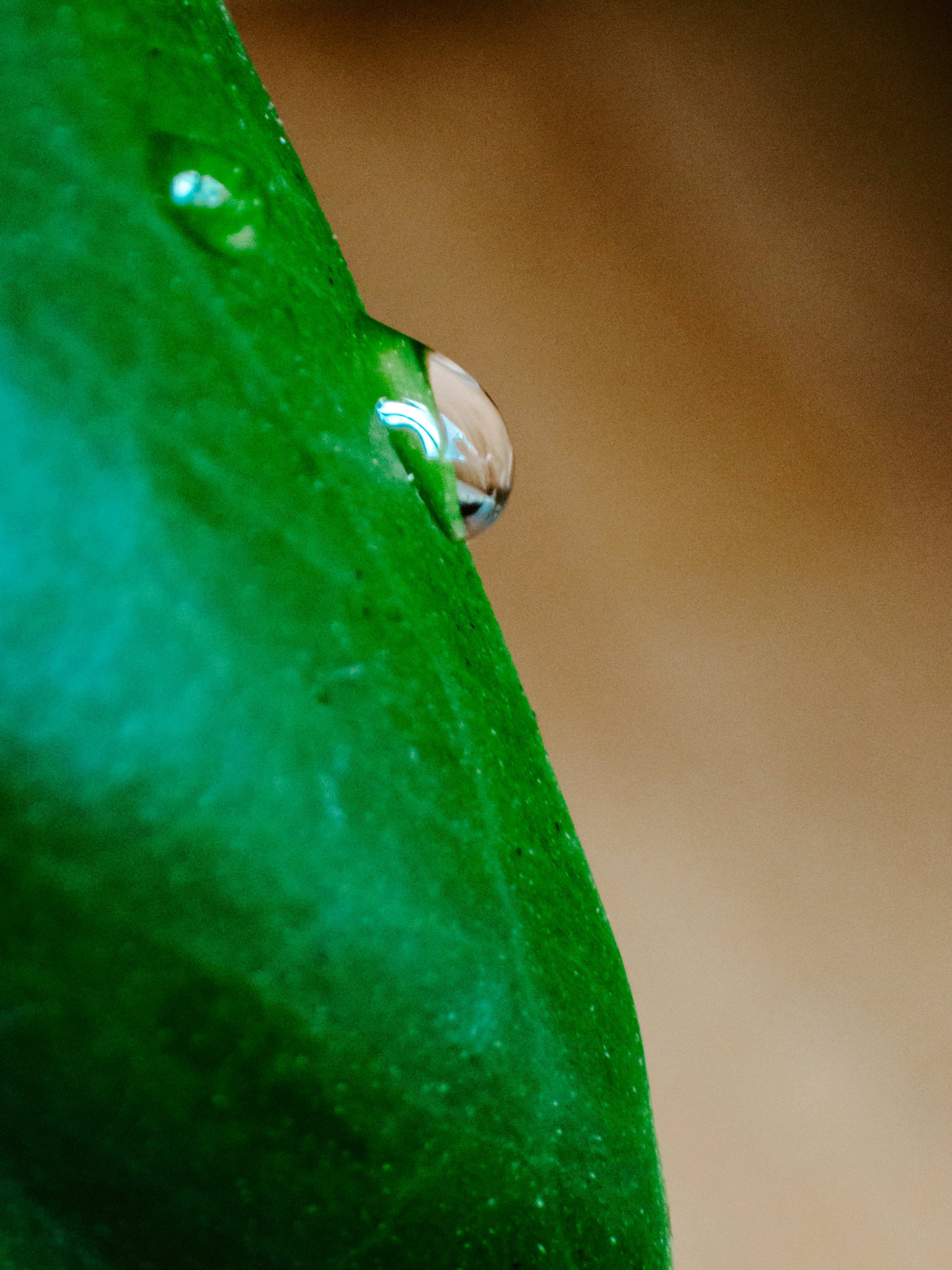 A water droplet sits on a vibrant green leaf.