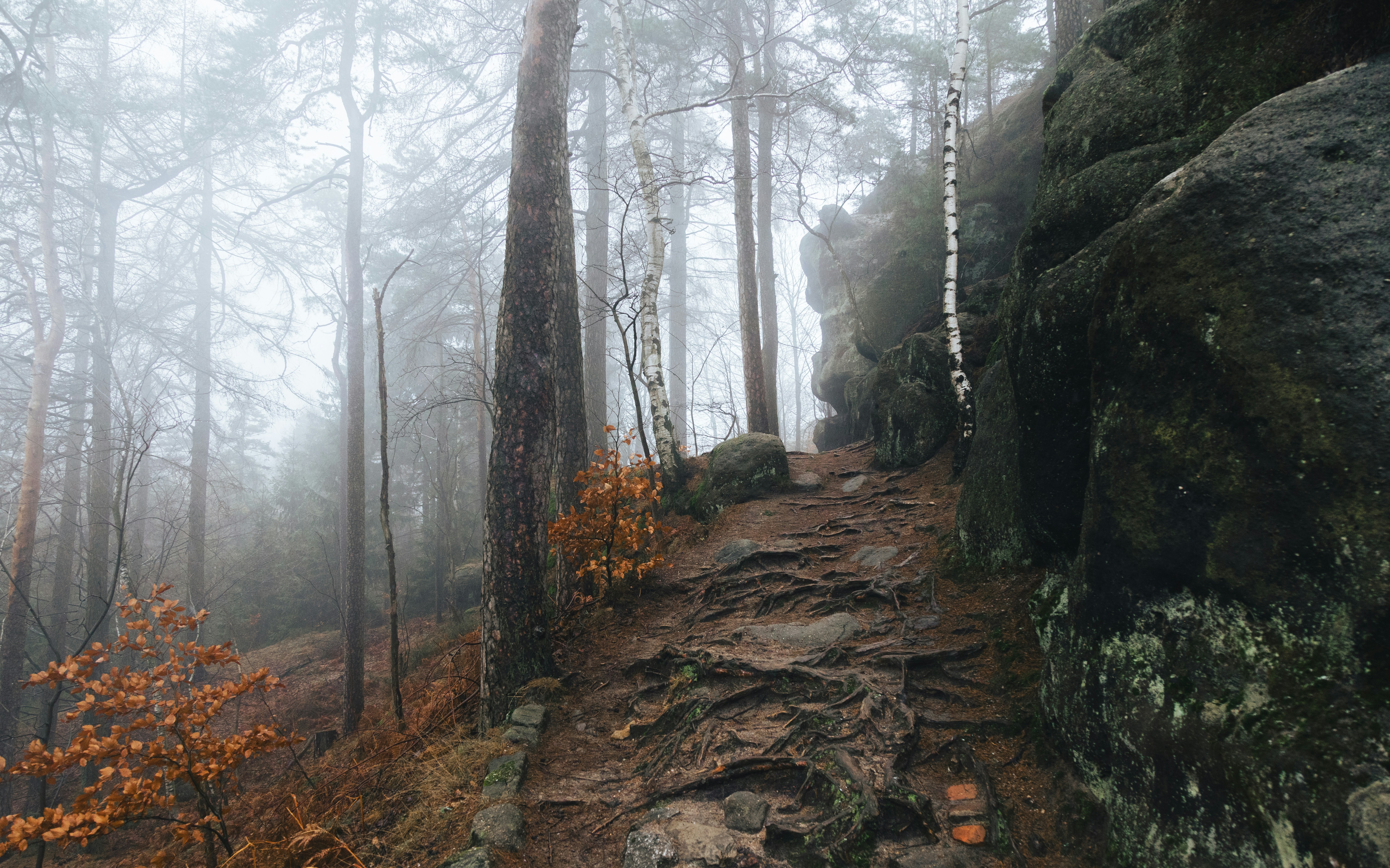 A winding path through a fog-laden forest, flanked by towering trees and scattered autumn leaves. The rocky terrain invites exploration.