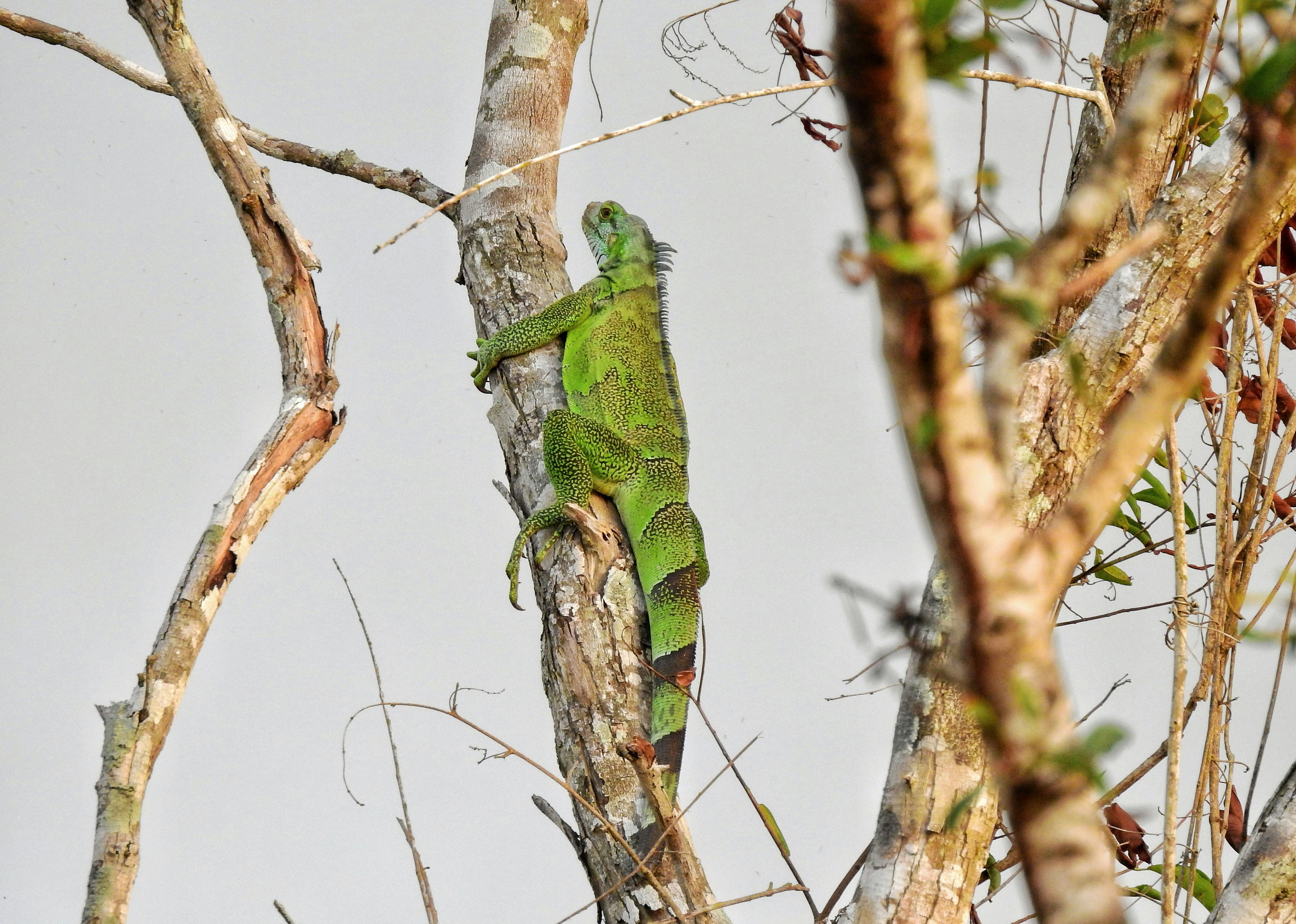 CAMLEÃO | A green iguana climbs up a tree.