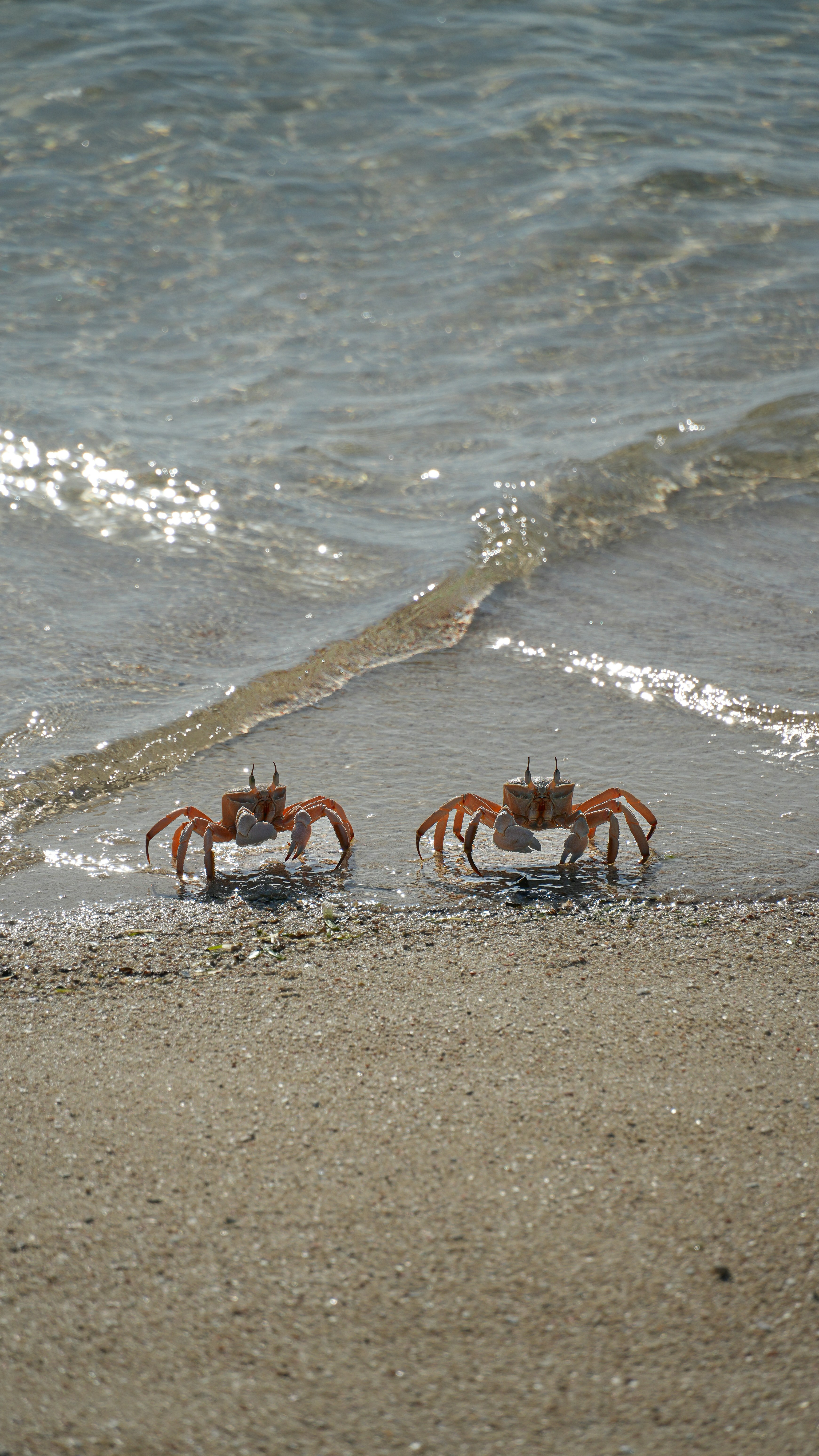 Crustacean Encounter on the Shoreline
