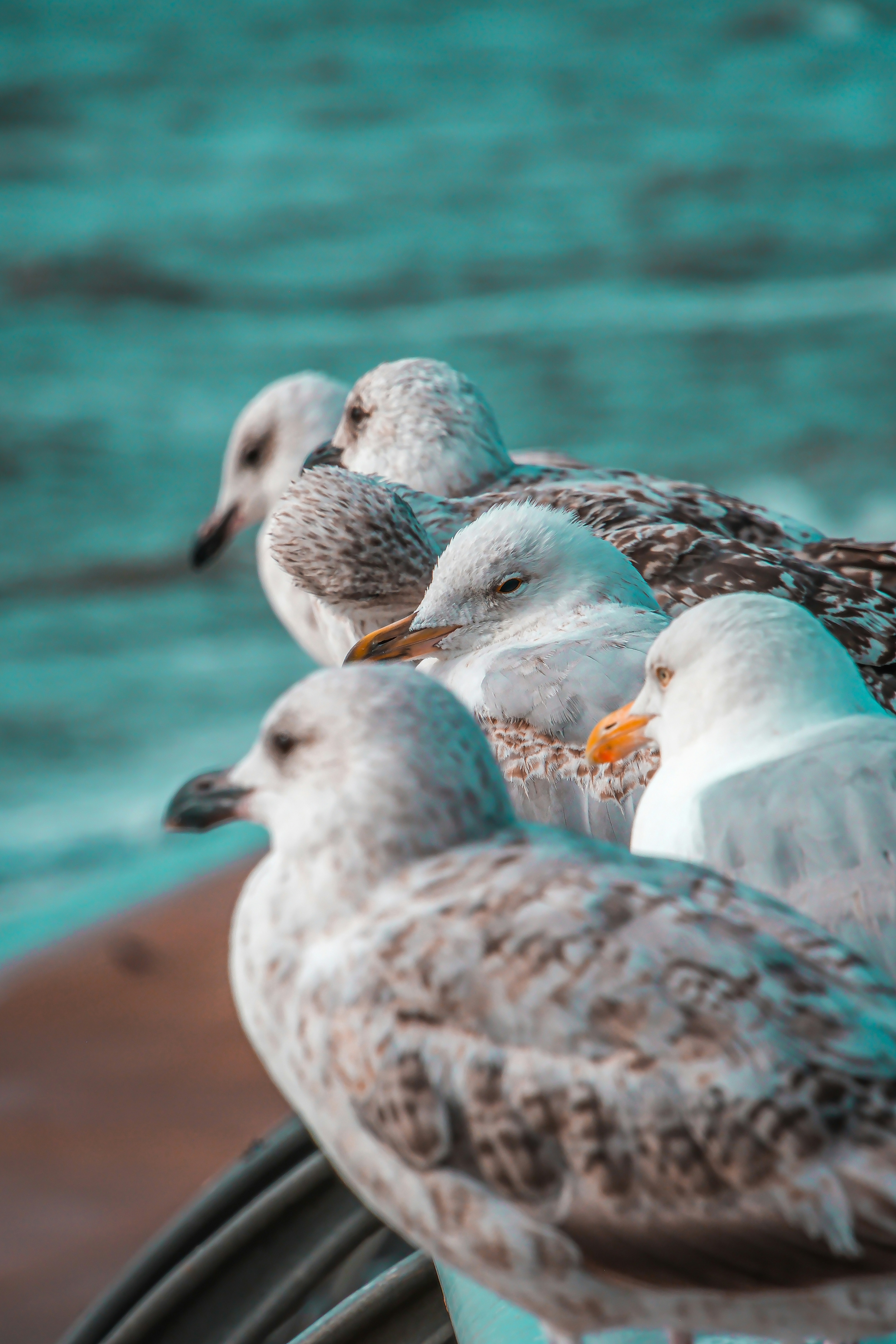 Seagull Serenity: A Coastal Gathering